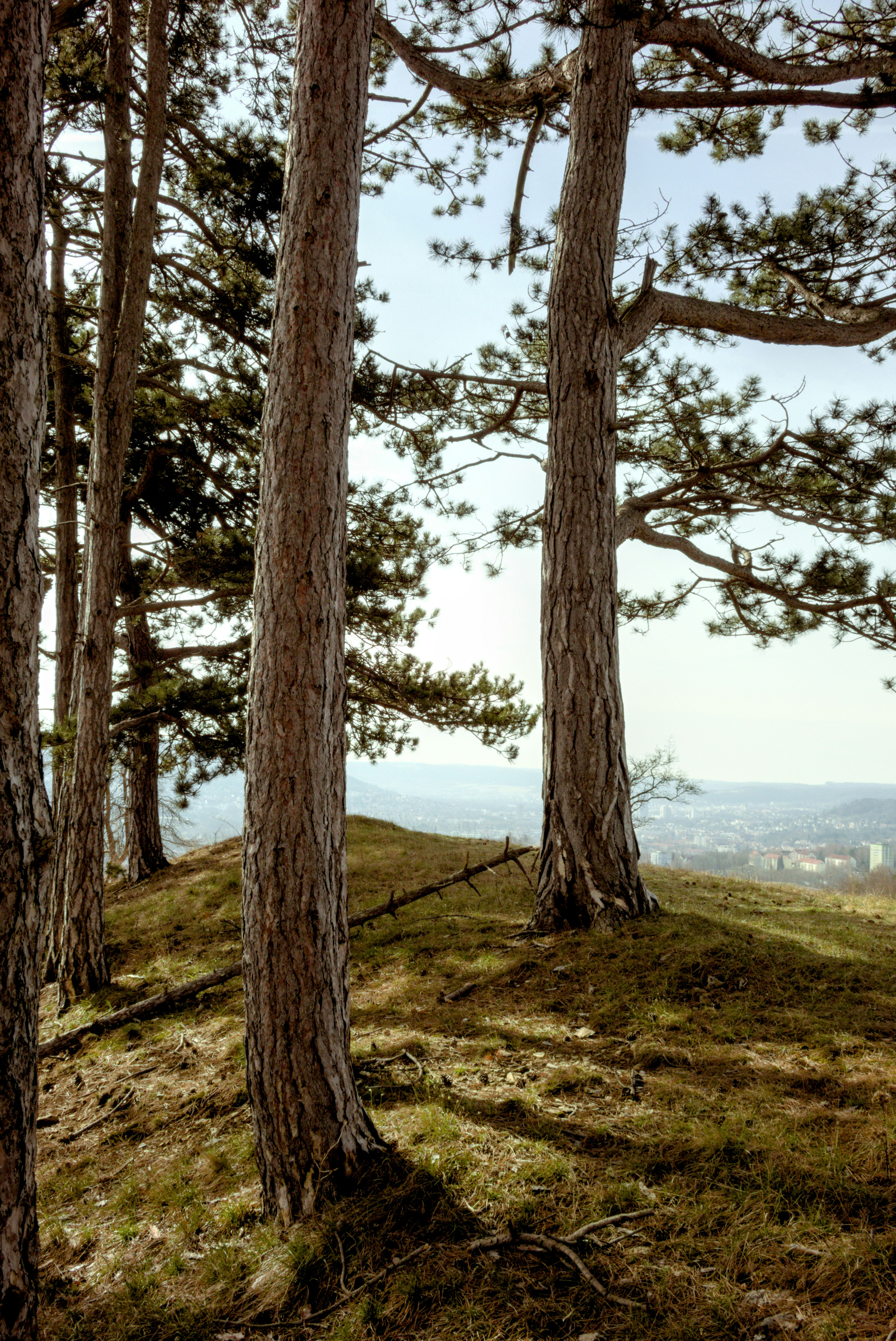 Vertical Pines Framing a Distant City Horizon