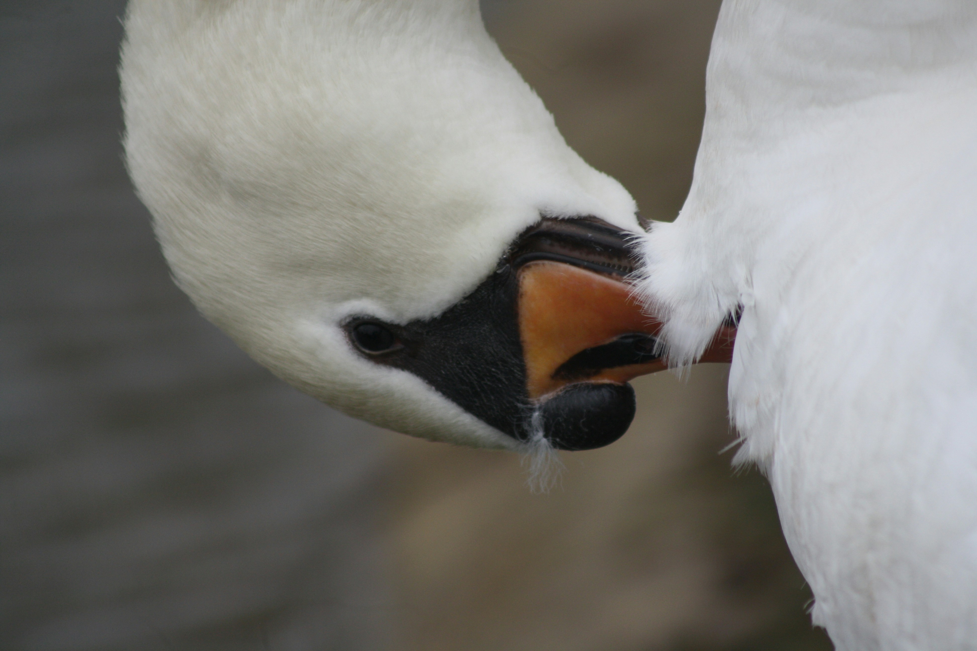 Close-up of a swan