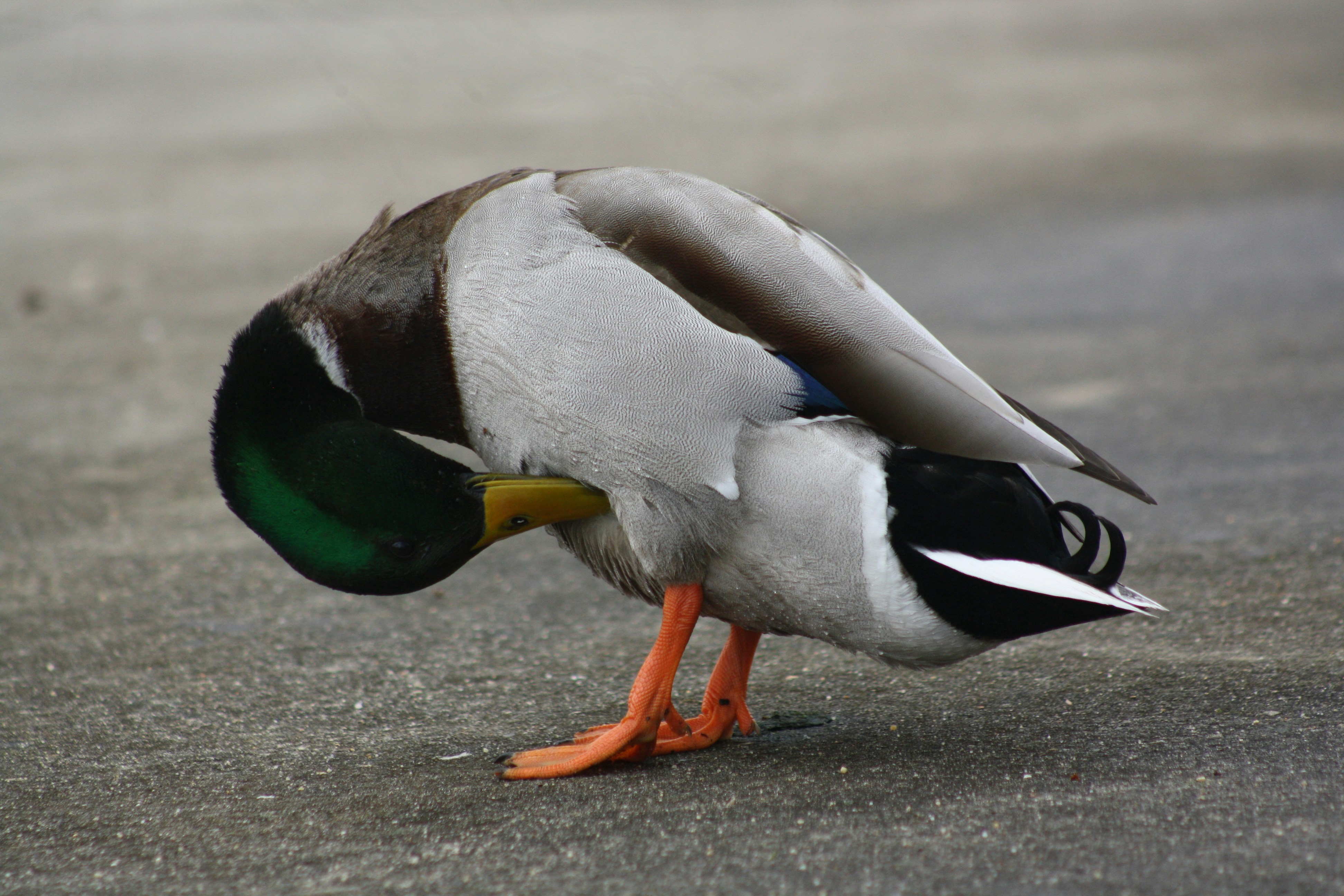 Preening Mallard on a Quiet Concrete Stage