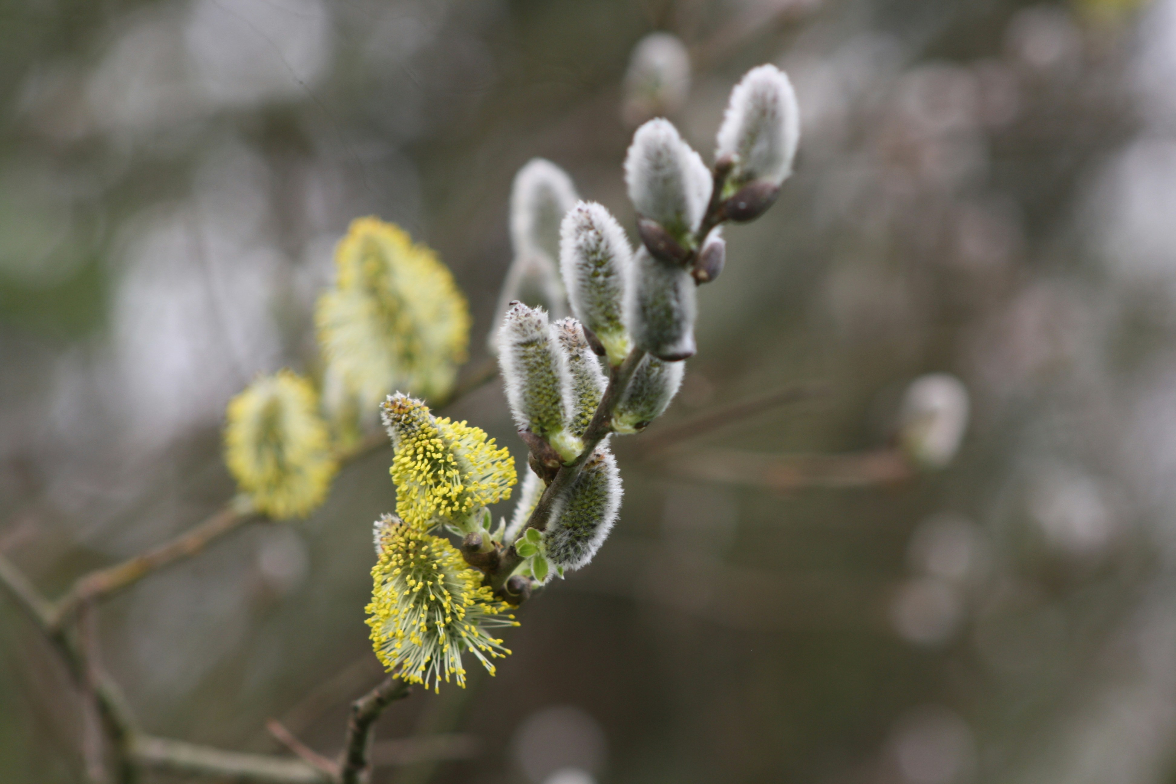 Willow catkin