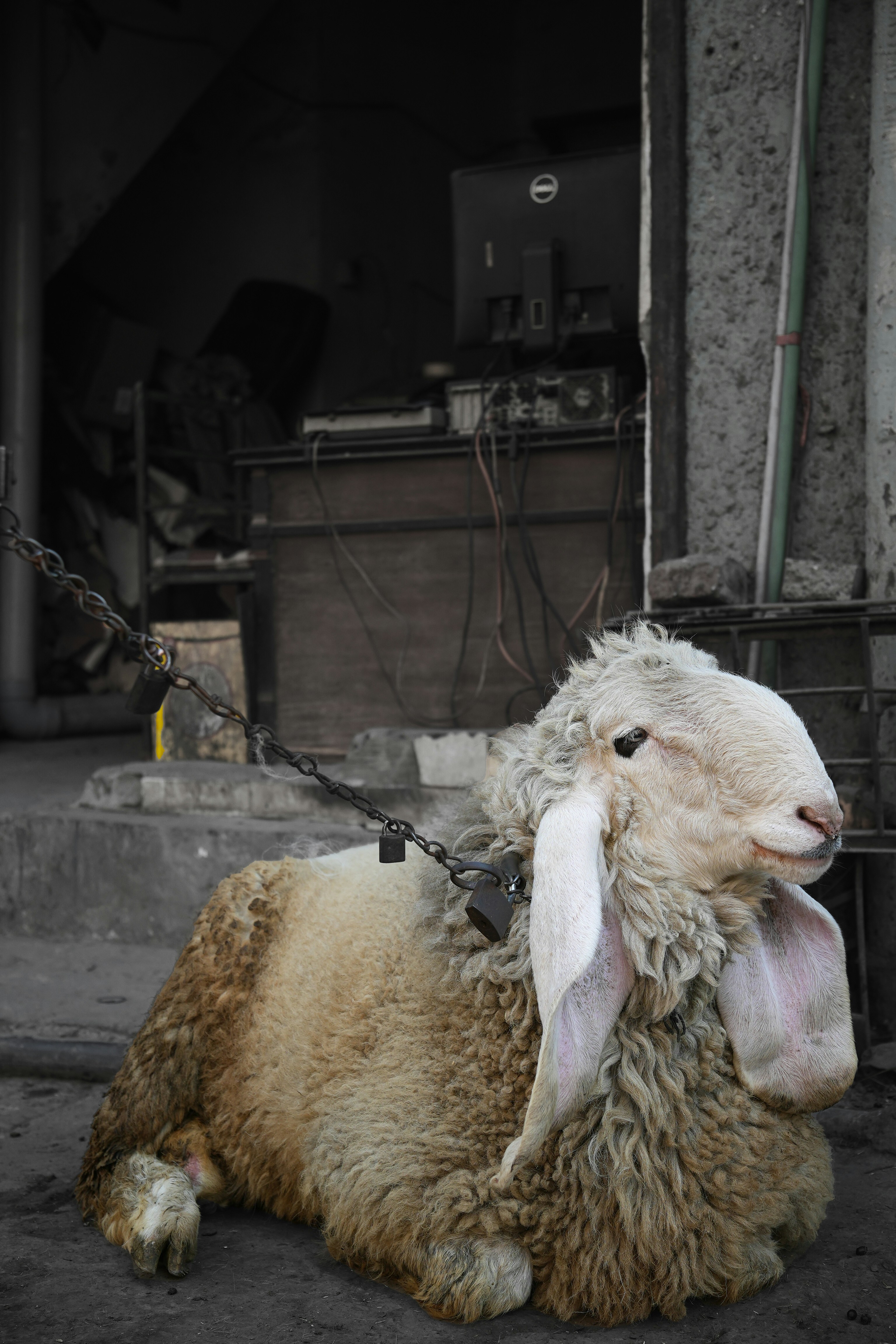 Woolbound in the Workshop: A Sheep's Quiet Pause Among Cables