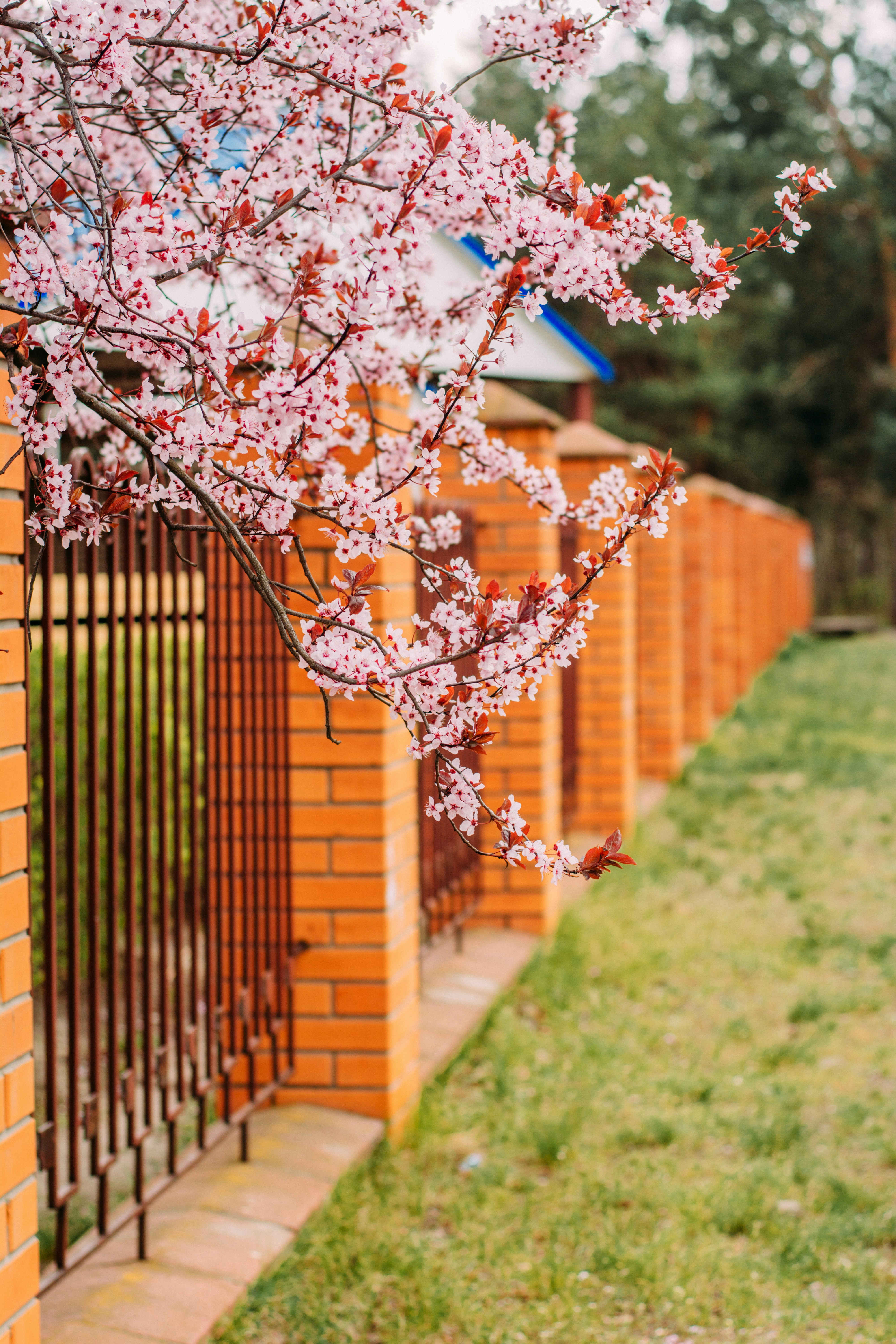 Petals Framing a Brick Fence Along a Quiet Spring Path
