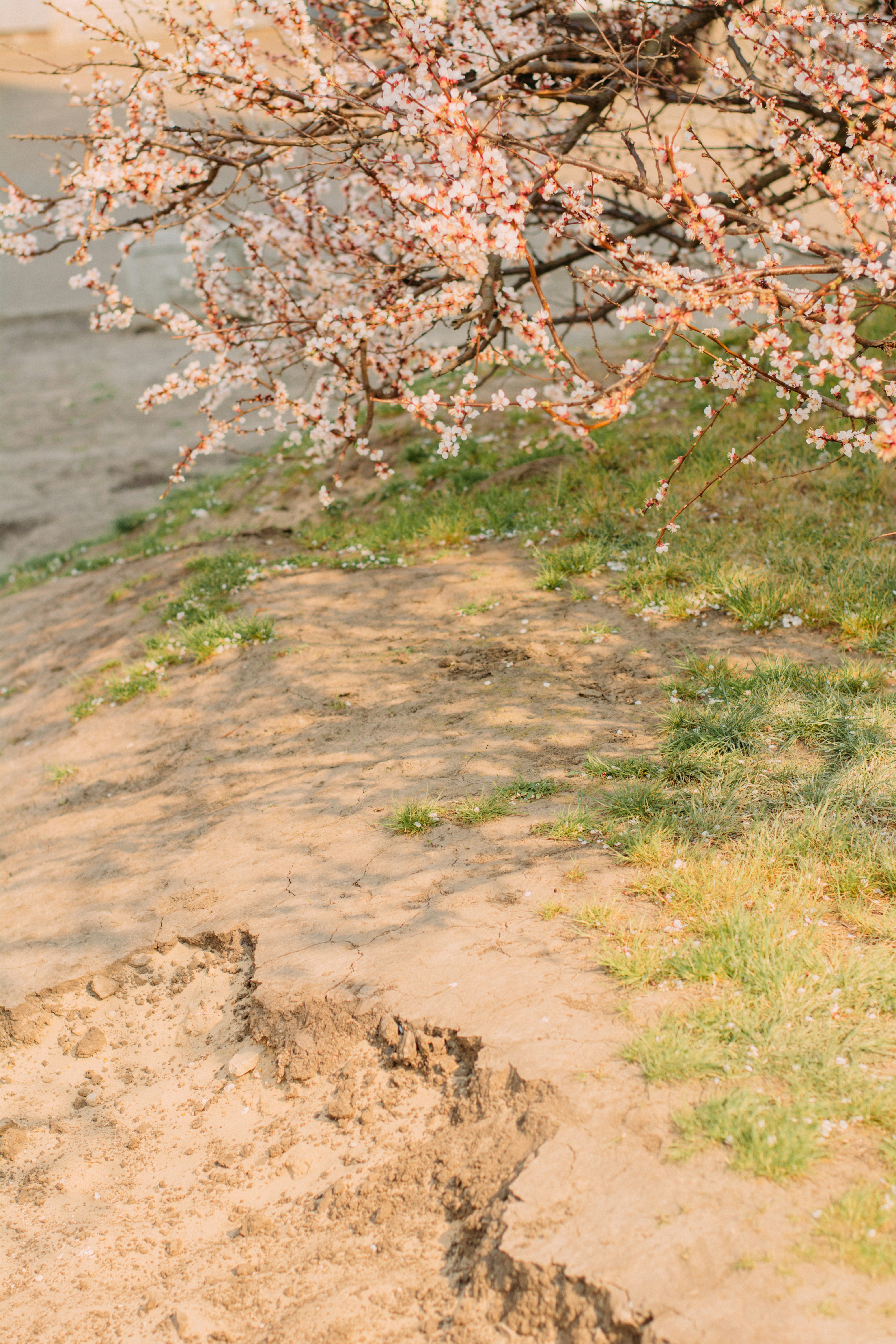 Pink Blossom Canopy Over a Sun-Warmed Riverside Trail