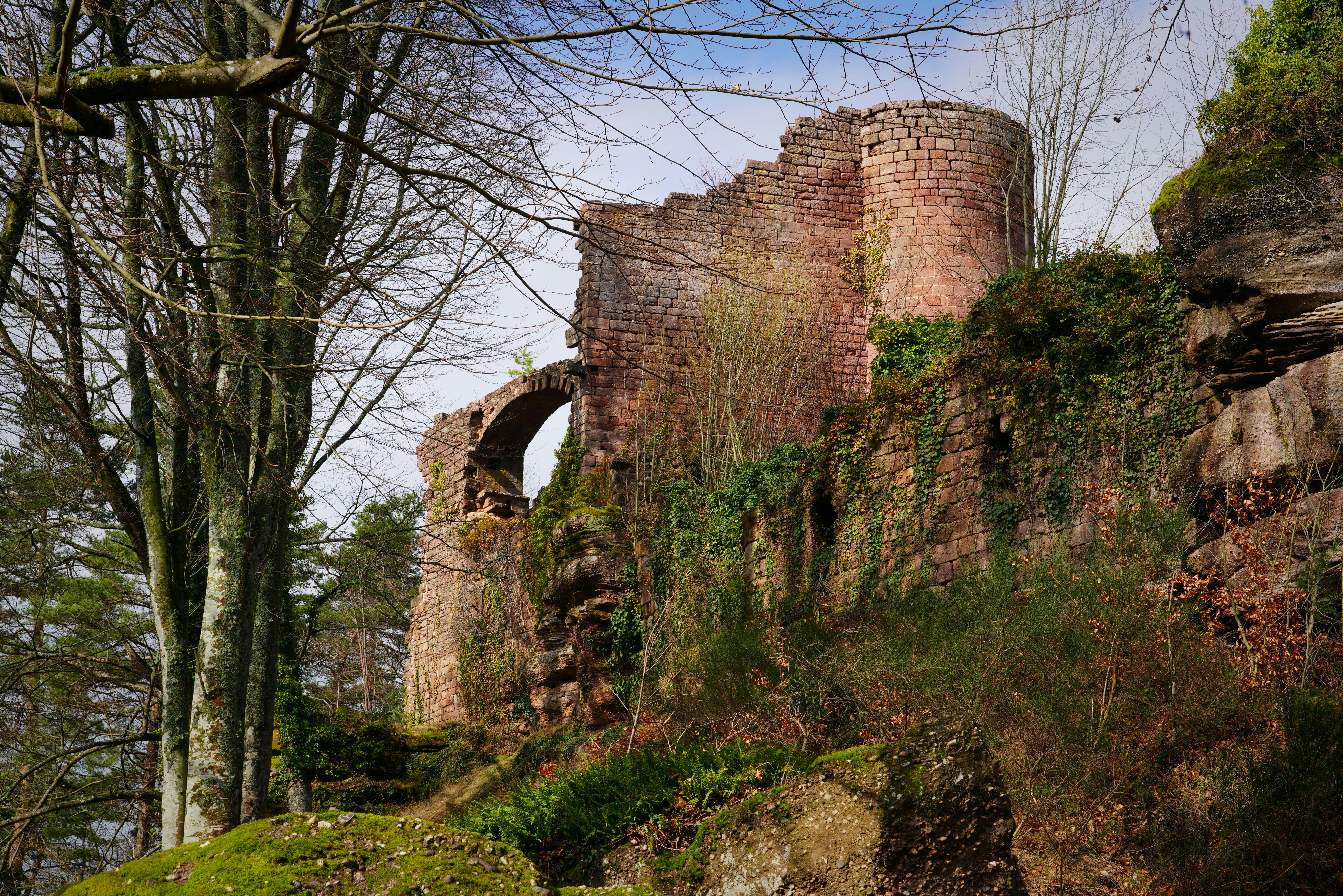 Ruined stone wall entwined with greenery under a clear sky.