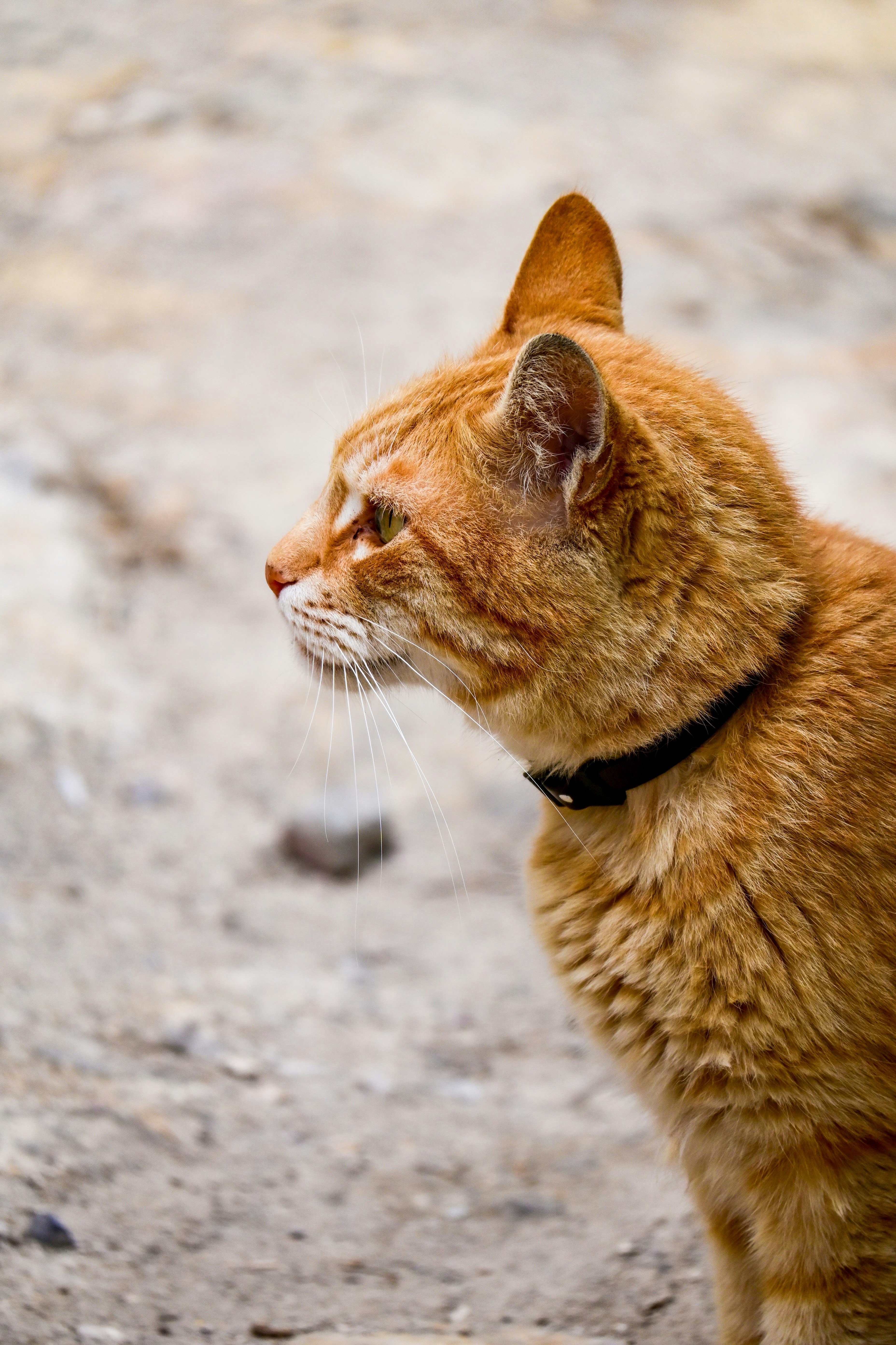 Amber Gaze on a Gravel Path: Profile of a Ginger Cat