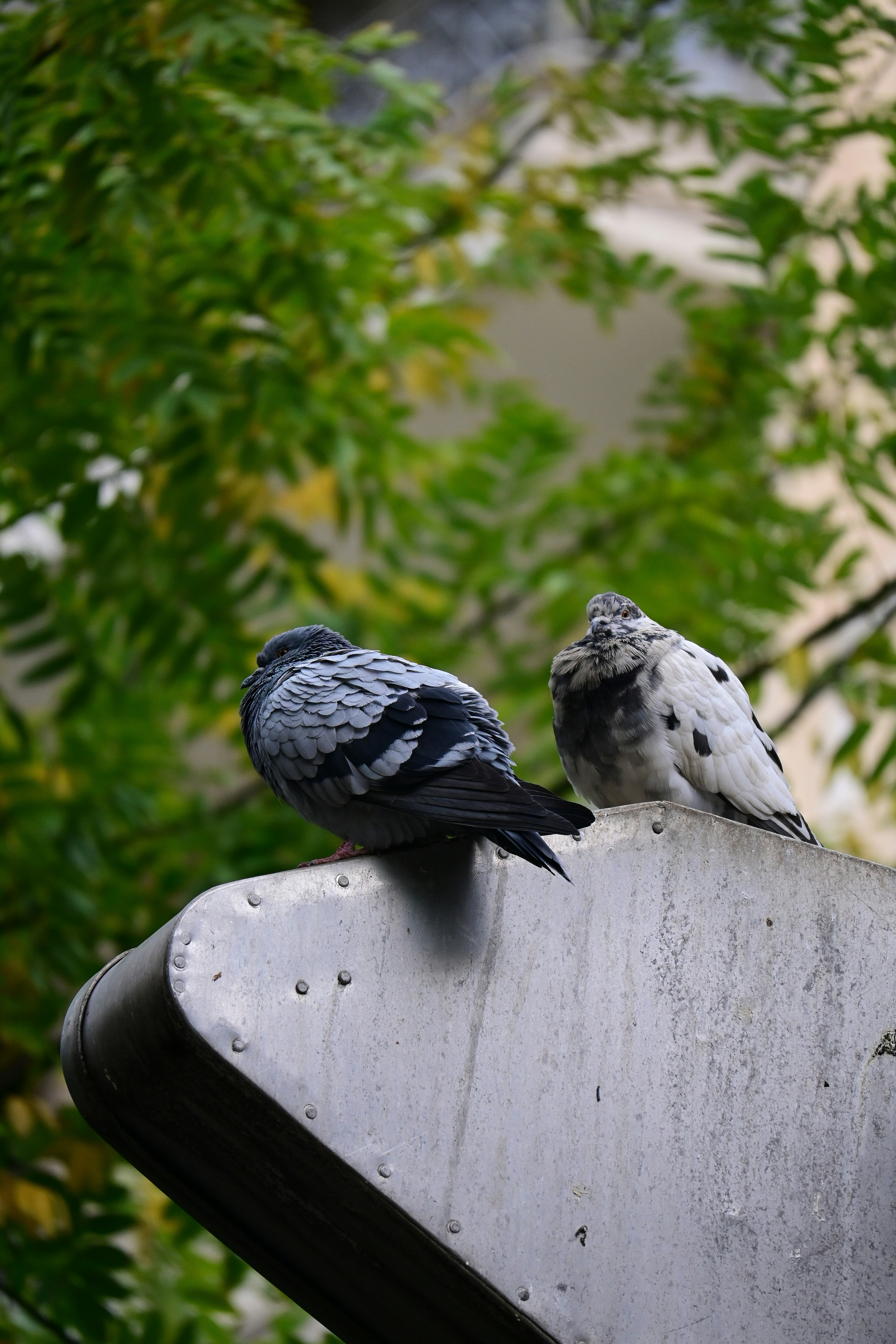 Gutter Sentinels: Two Pigeons Perched on a Weathered Roof