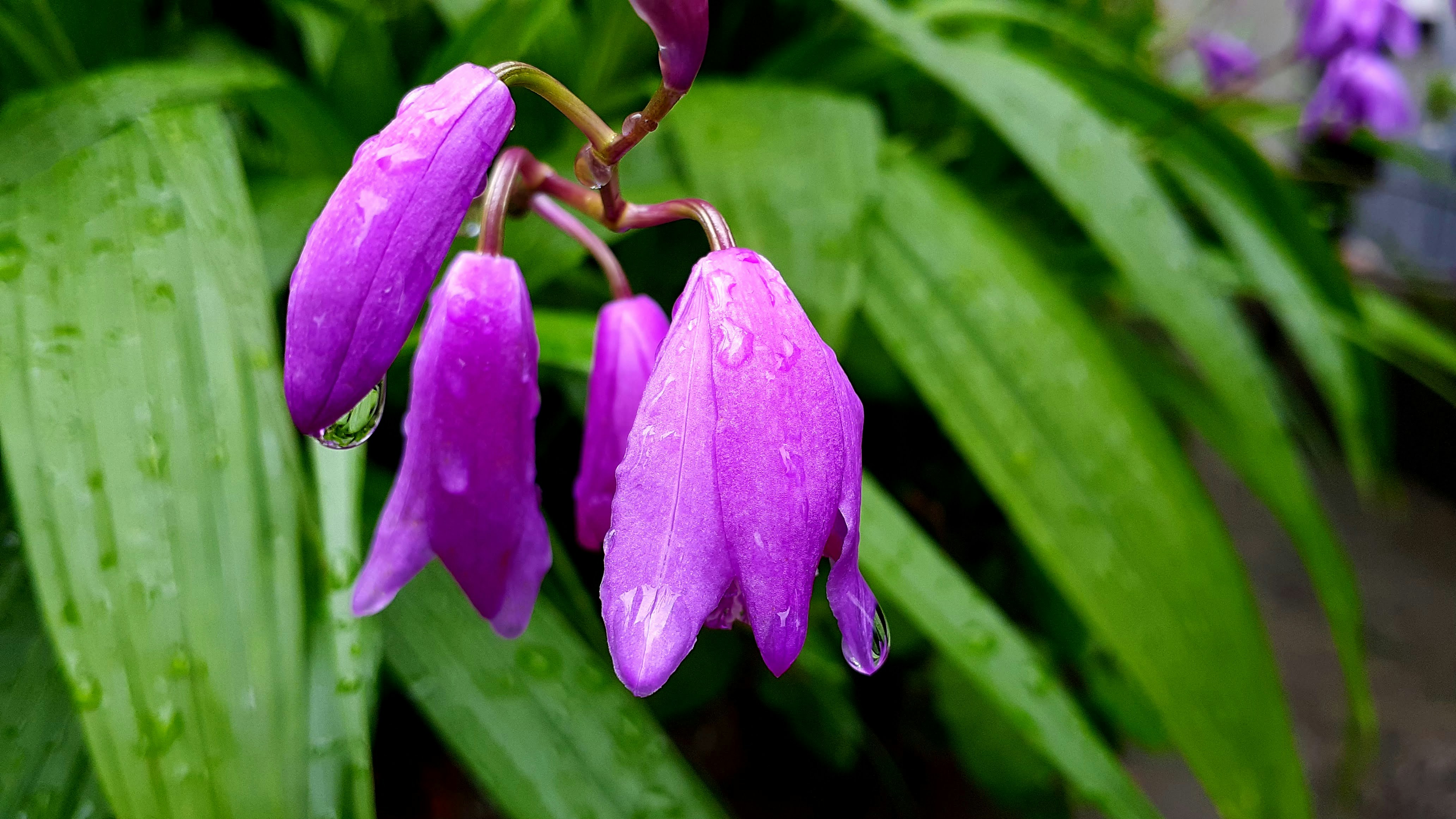 春の雨に濡れる紫蘭
