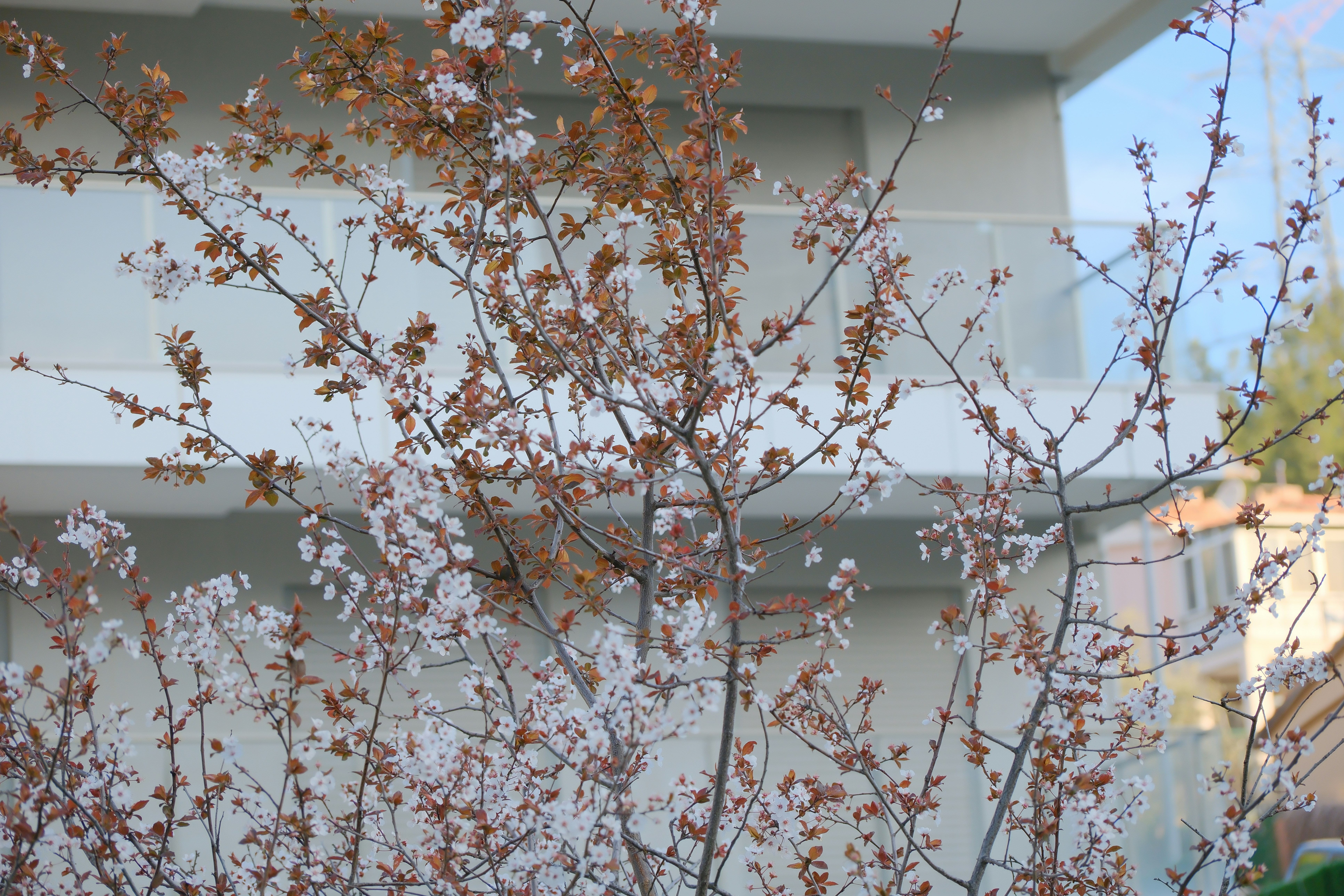 Blossoms Framing a Quiet Balcony