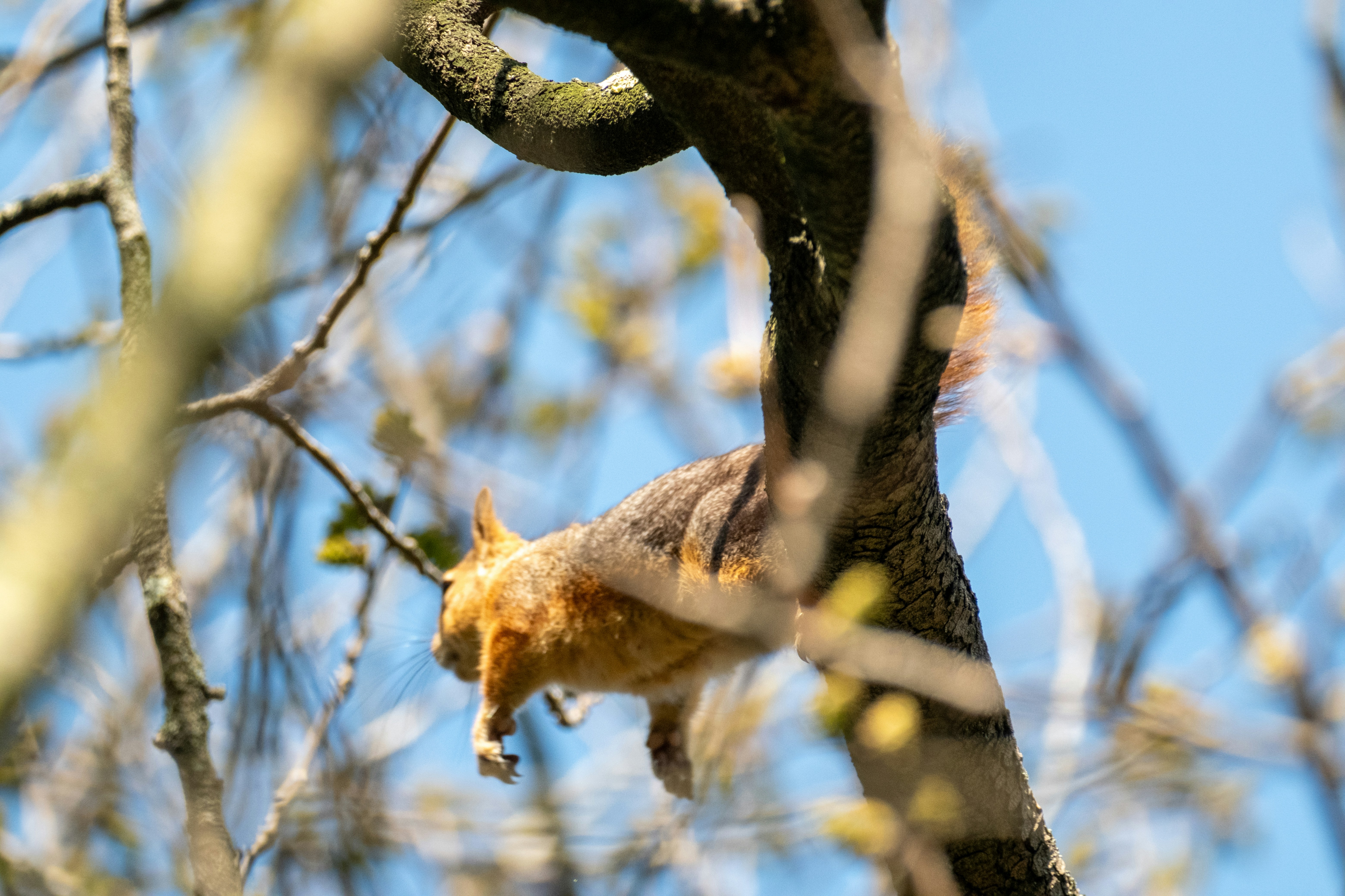Branching Escape: An Orange Cat Clings to a Sunlit Treetop