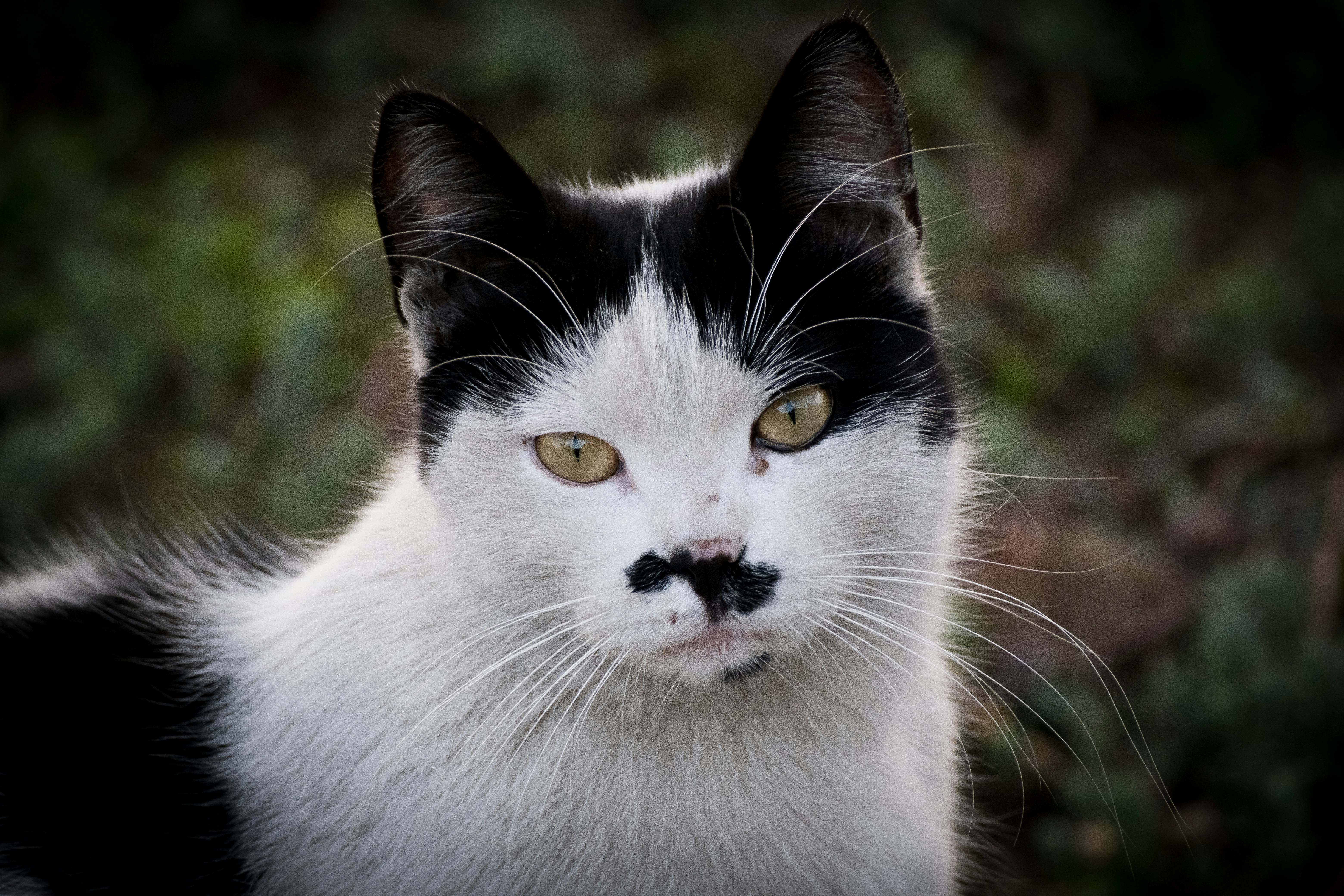 Inkwell Whiskers: A Quiet Portrait in Dappled Garden Light