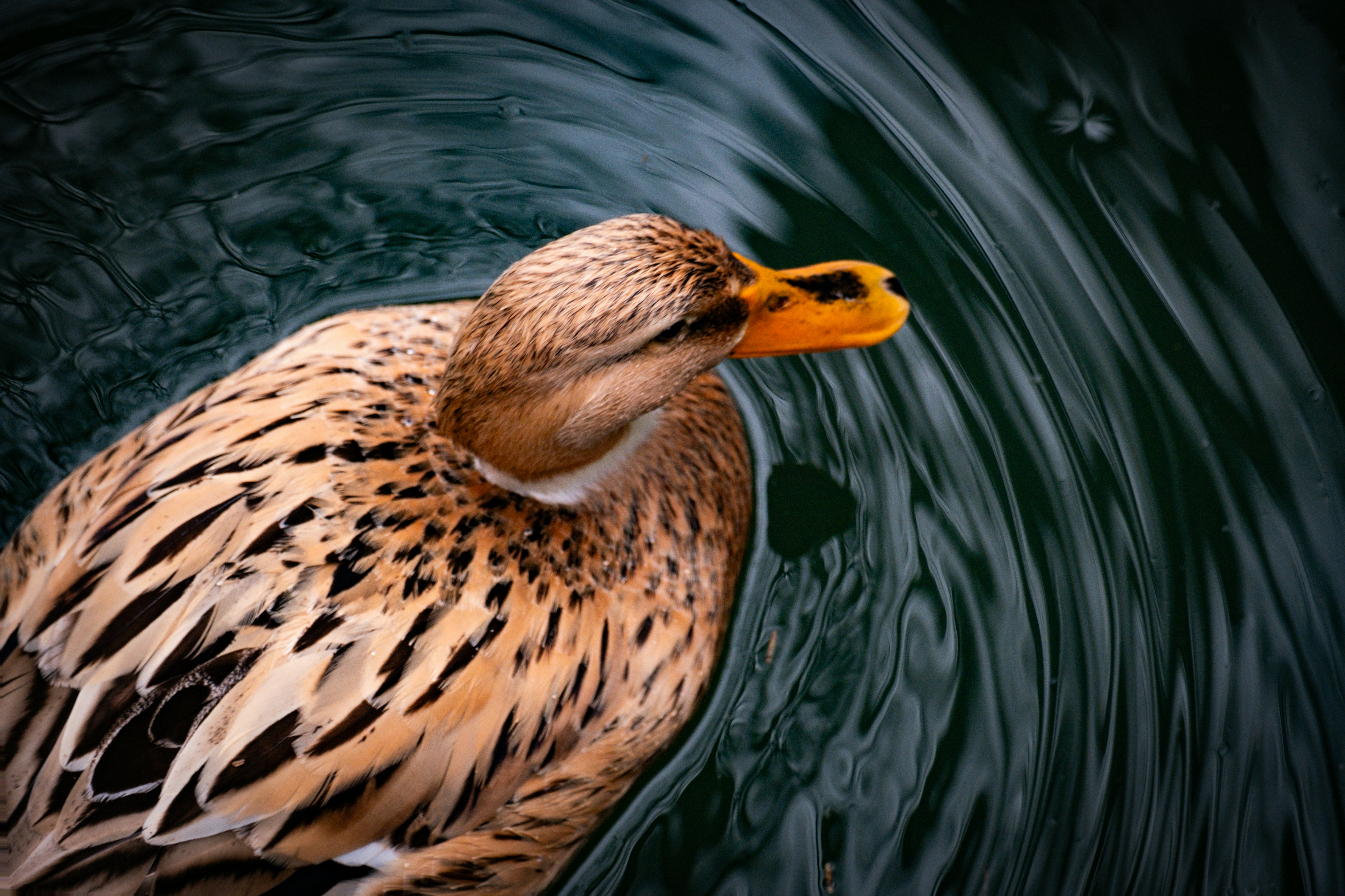 A photograph of a female mallard gliding through dark, rippled water, with sharp focus on the amber bill and mottled plumage.