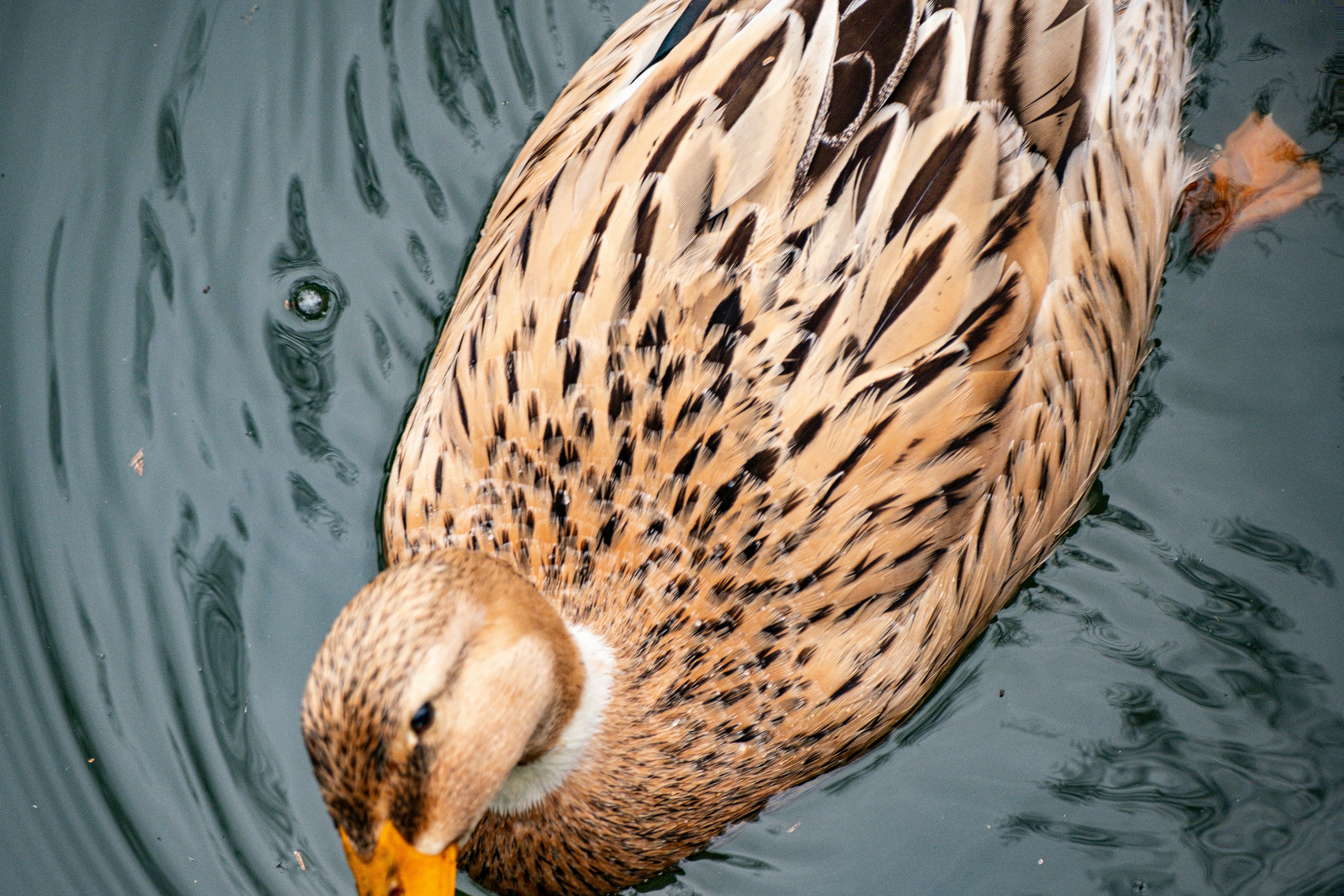 From Above: A Speckled Duck Drifts Through Quiet Teal Ripples