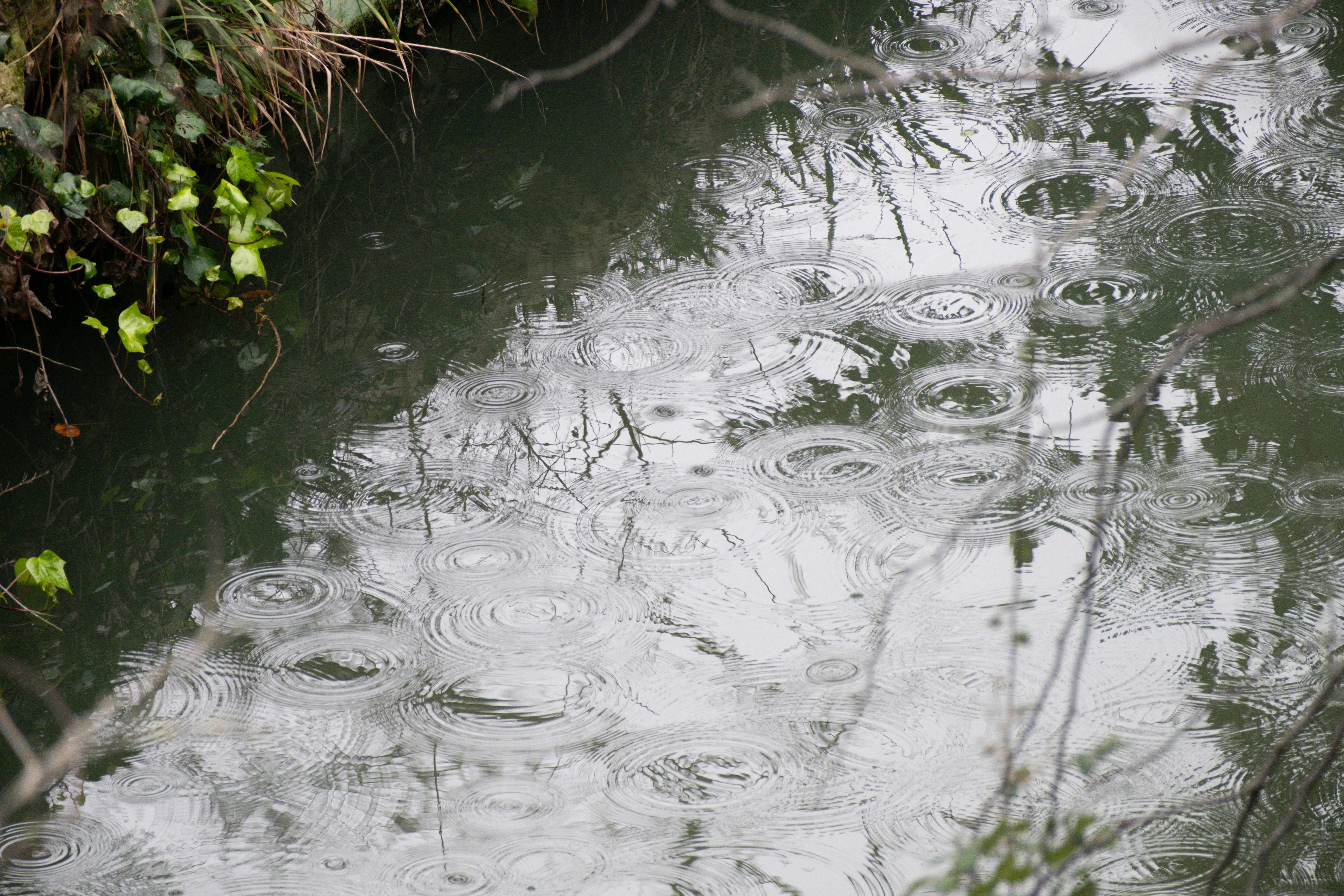 A group of raindrops floating on top of a body of water photo – Free ...