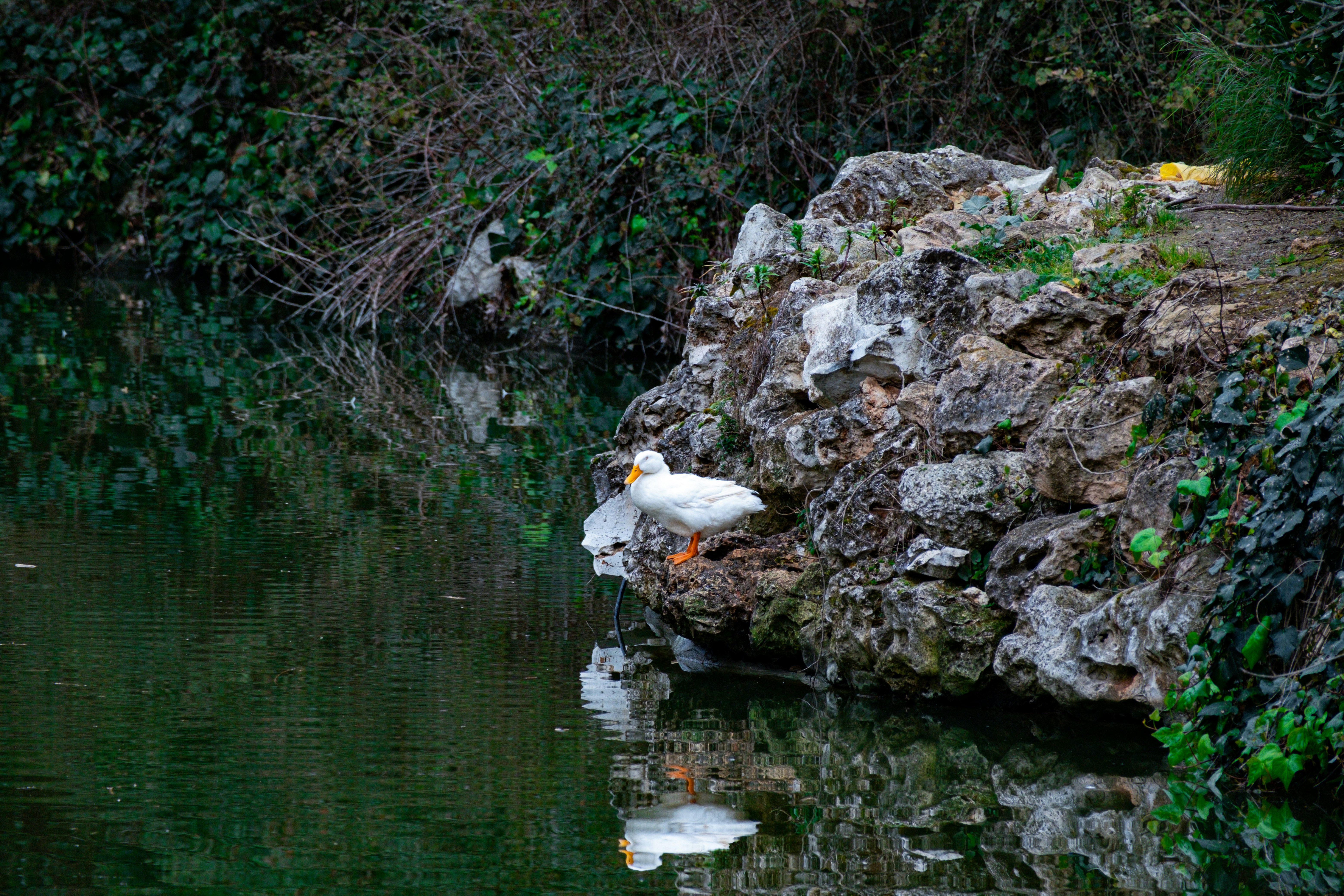 White Heron Perched at the Edge of a Quiet Pond