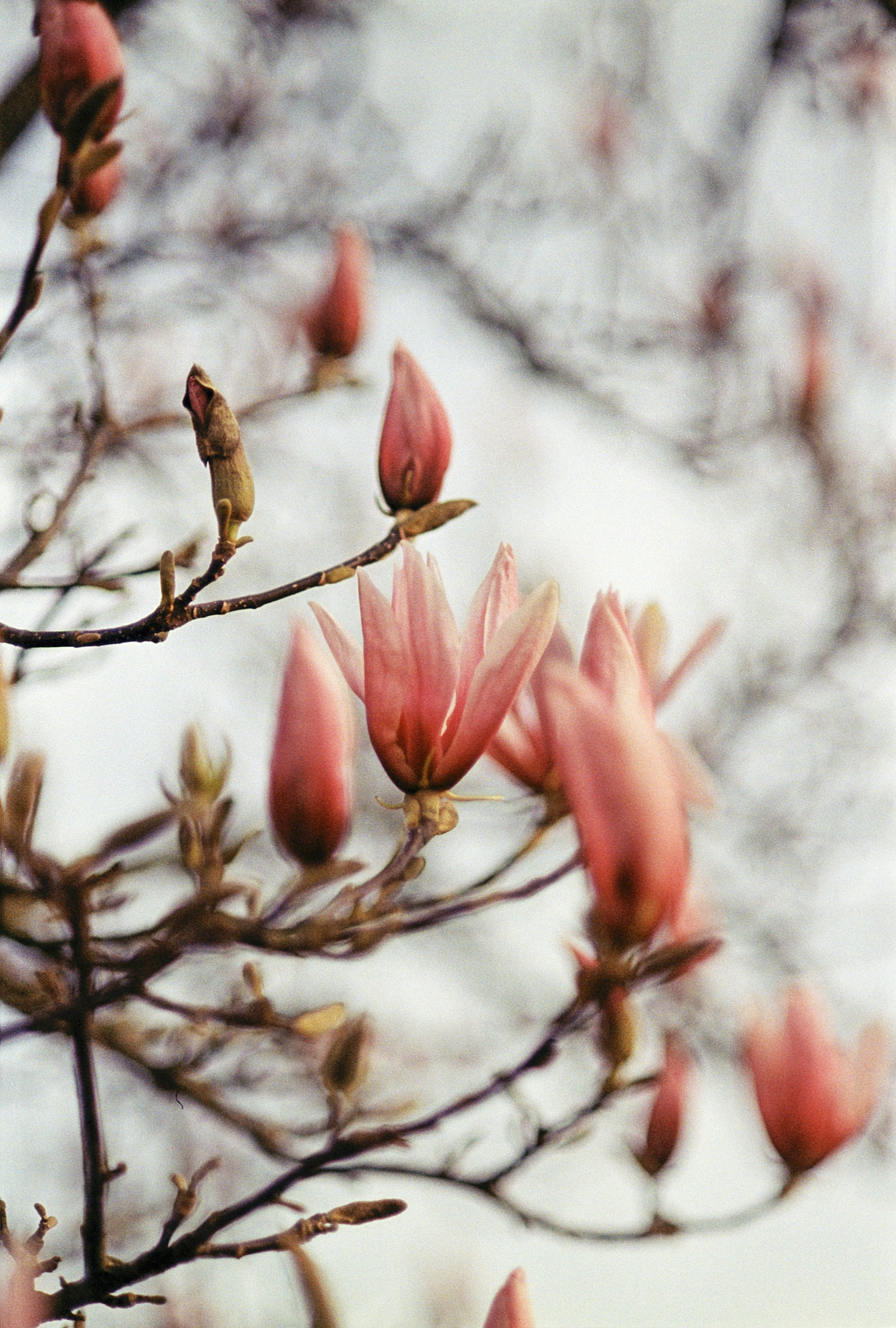 Soft Pink Magnolias in a Quiet Winter Light