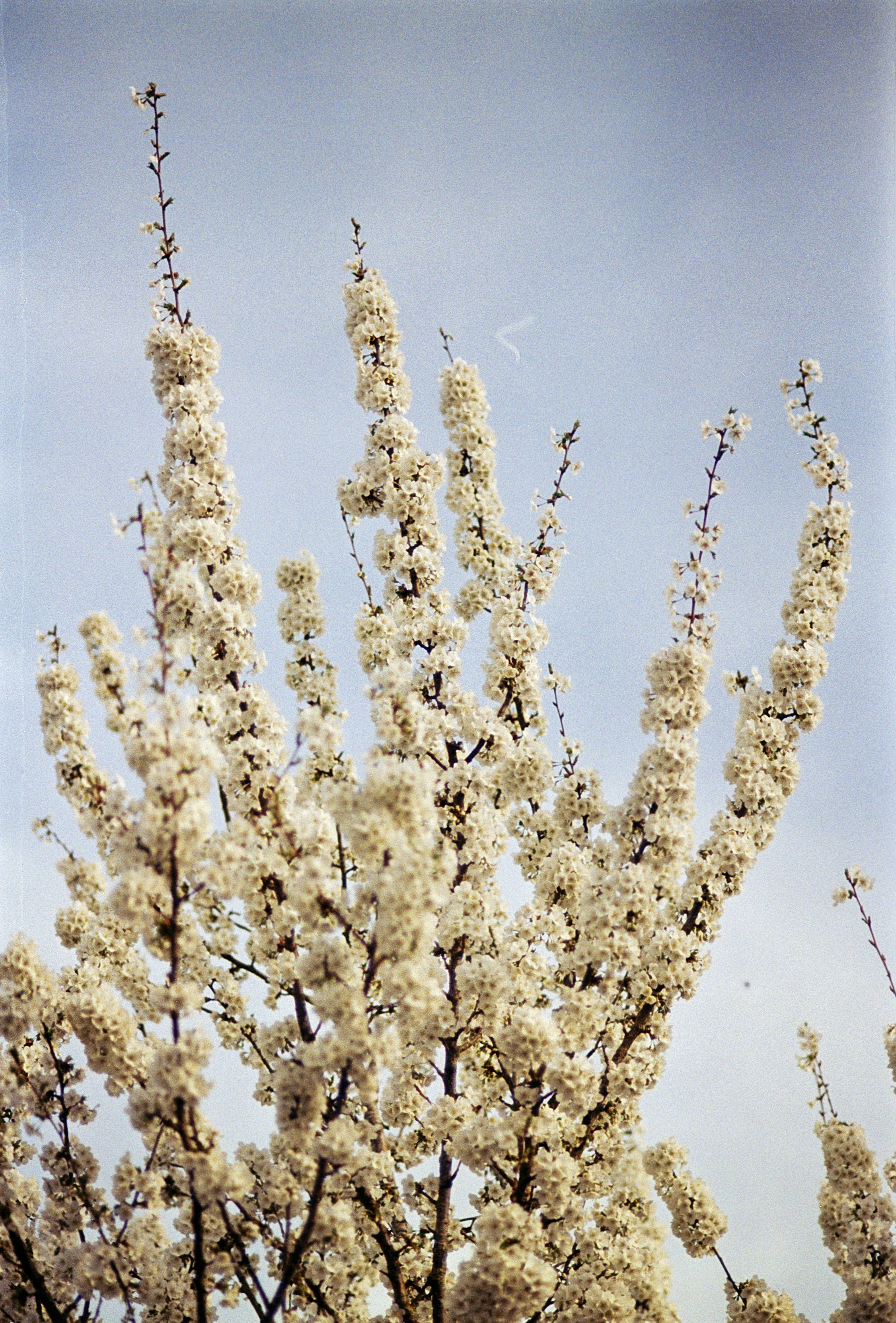 Snow-White Spires Reach Toward a Cerulean Sky