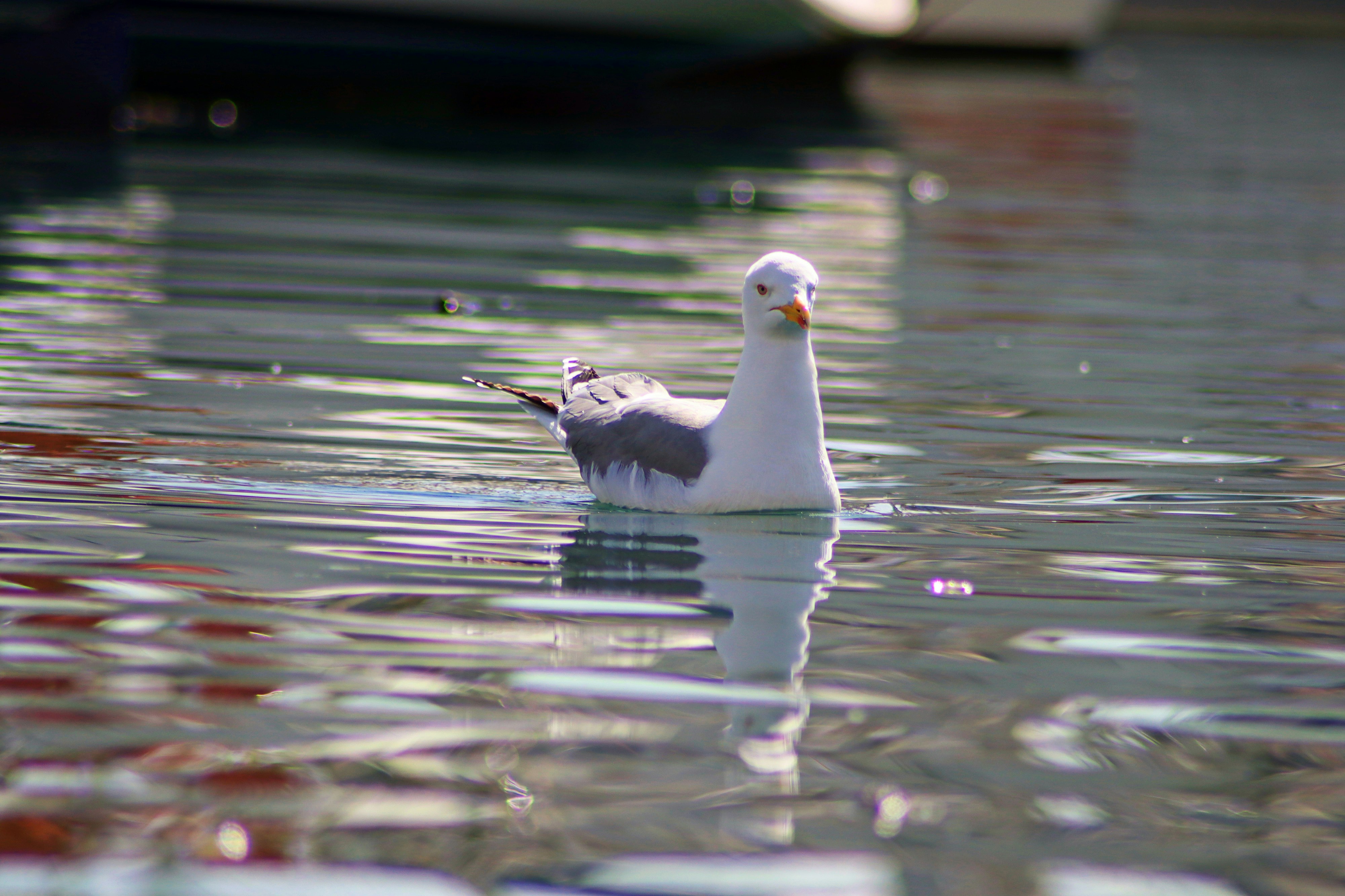 Serene Seagull on Reflective Waters♂ L.Filipe C.Sousa© ꆜꆜ