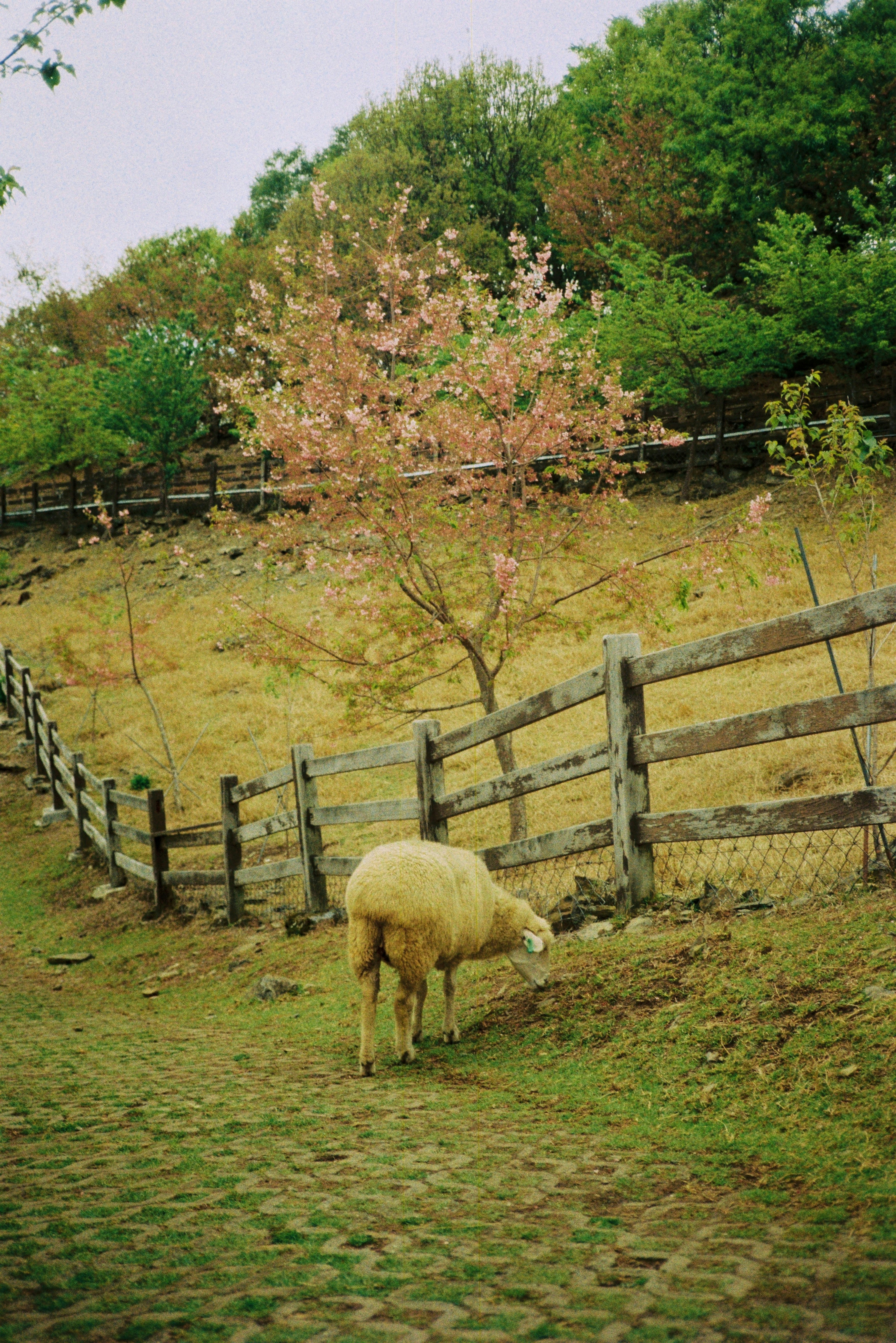 Pasture Portrait: A Woolly Wanderer by a Pink-Flowered Fence