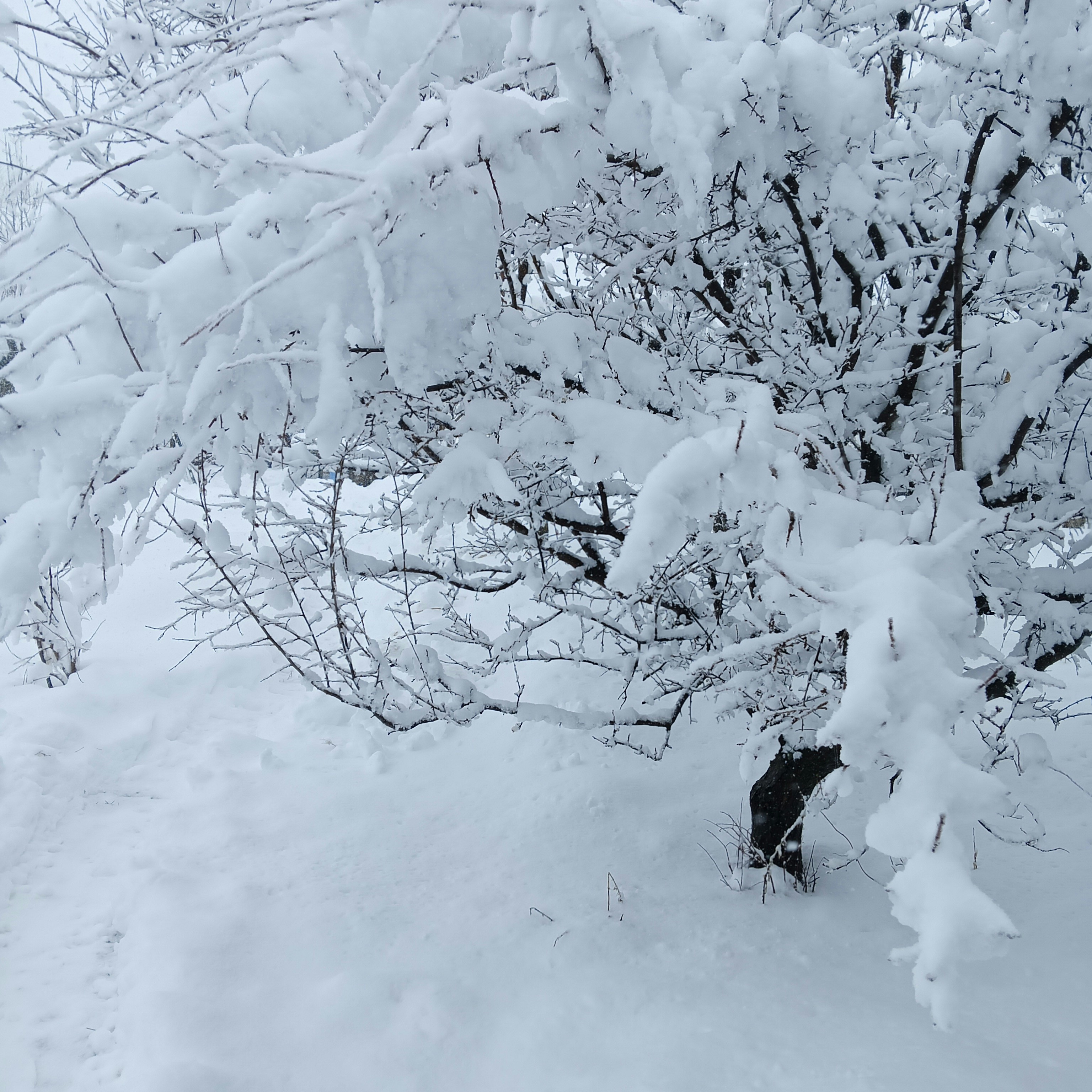 Snowbound Branches: Quiet Winter Landscape