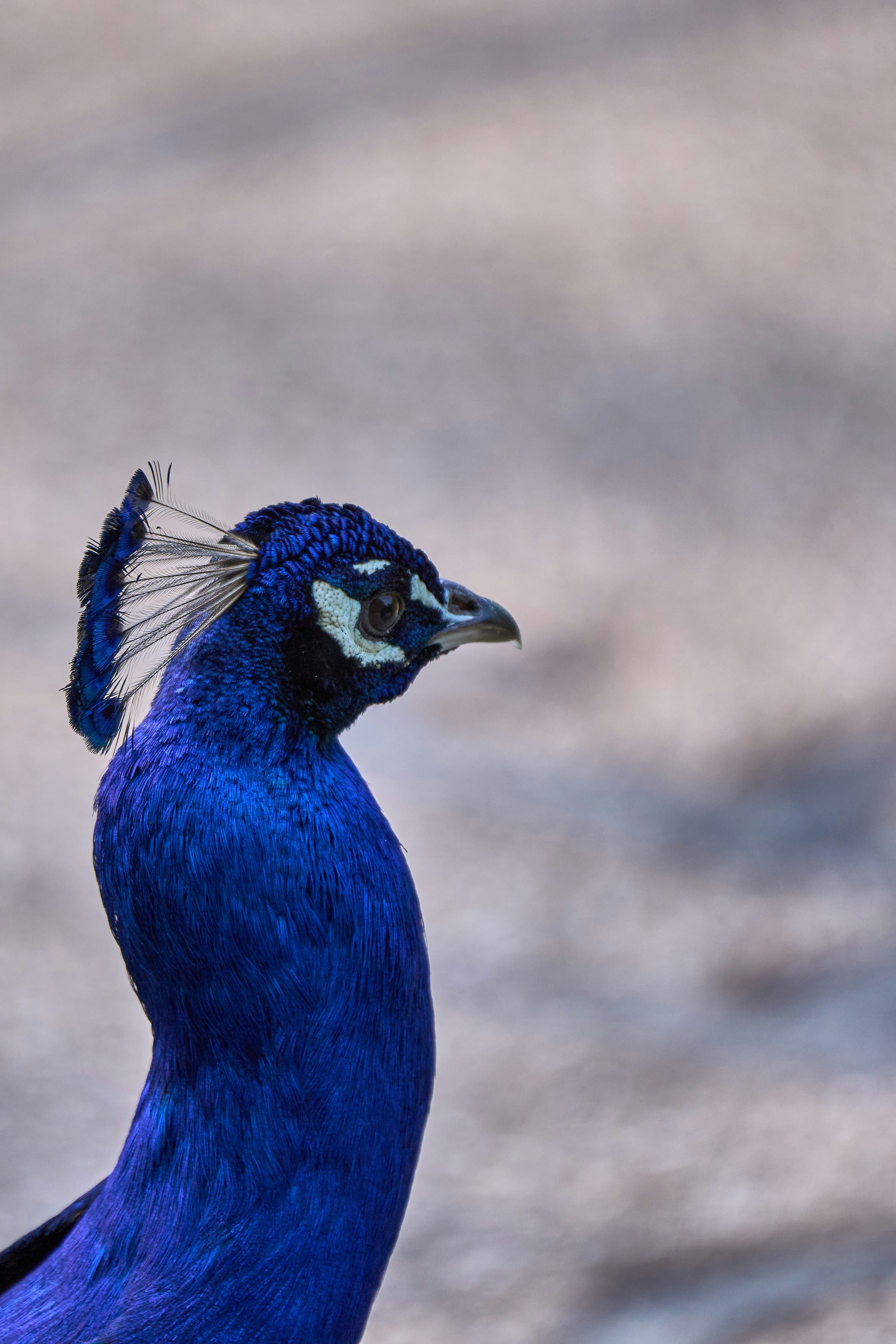 Azure Crown: Close-Up of a Peacock's Quiet Gaze
