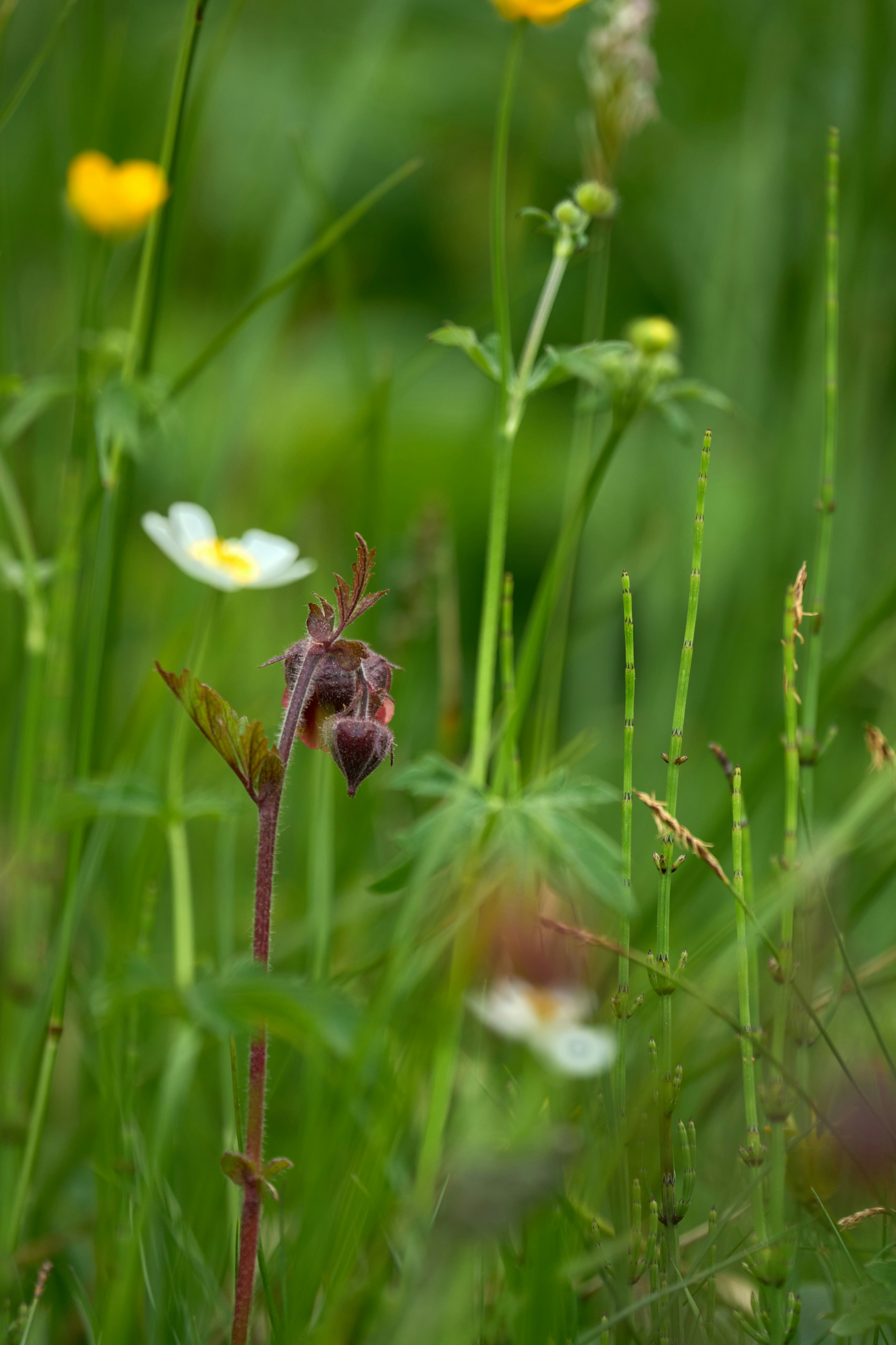 A Tender Bud in a Green Field