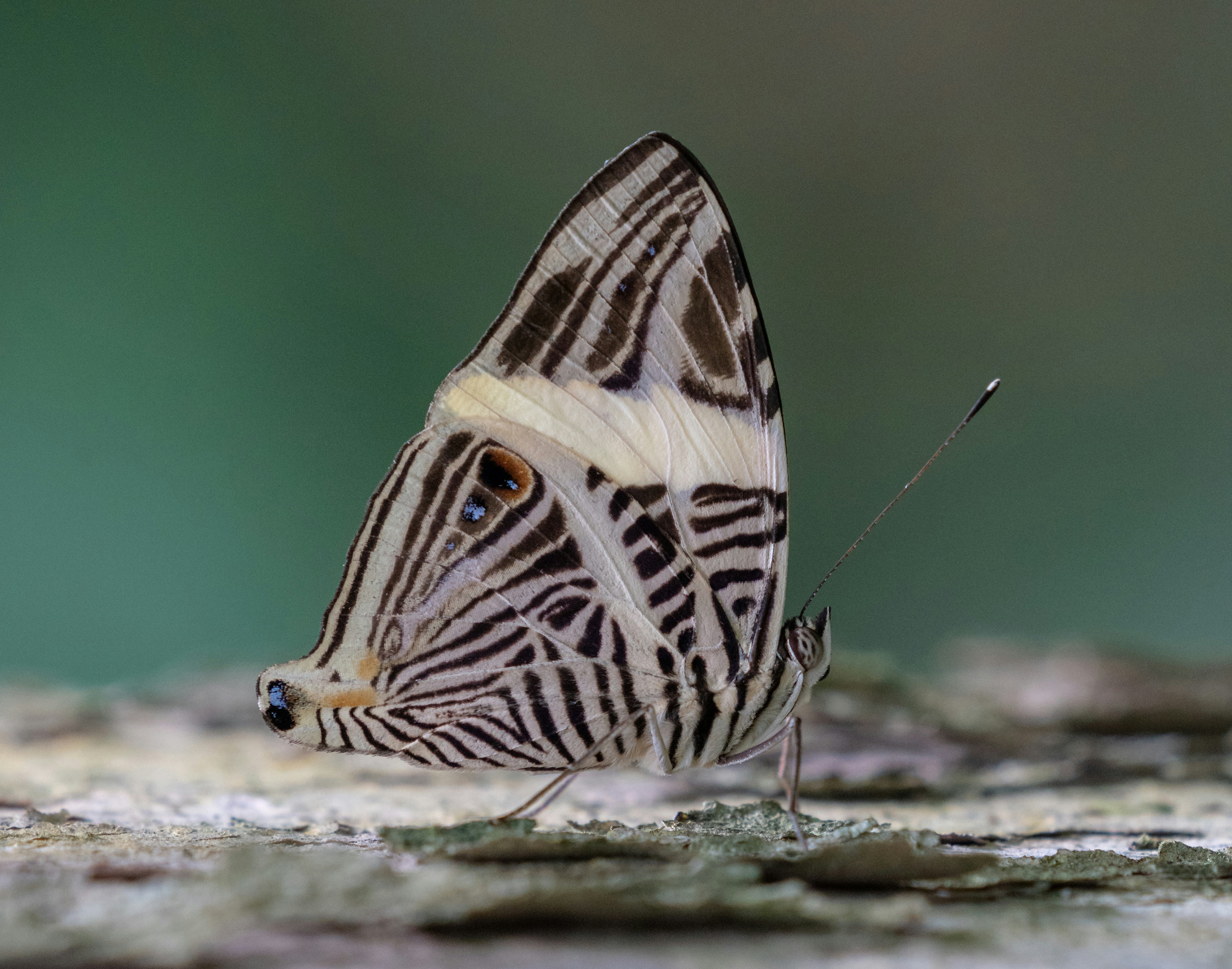 Zebra-Striped Butterfly Perched on a Weathered Log