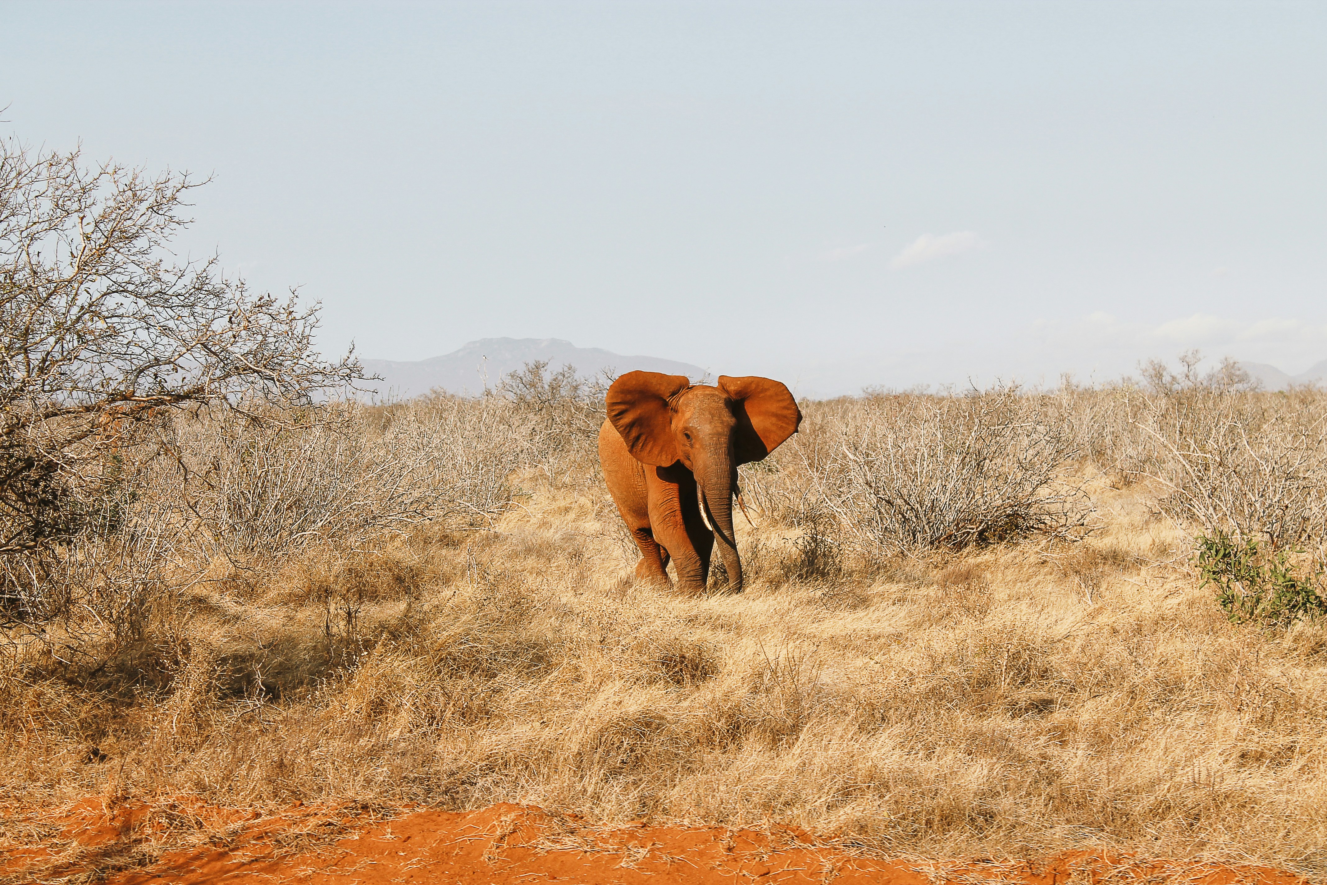 Center-Stage Elephant on a Rust-Hued Savanna