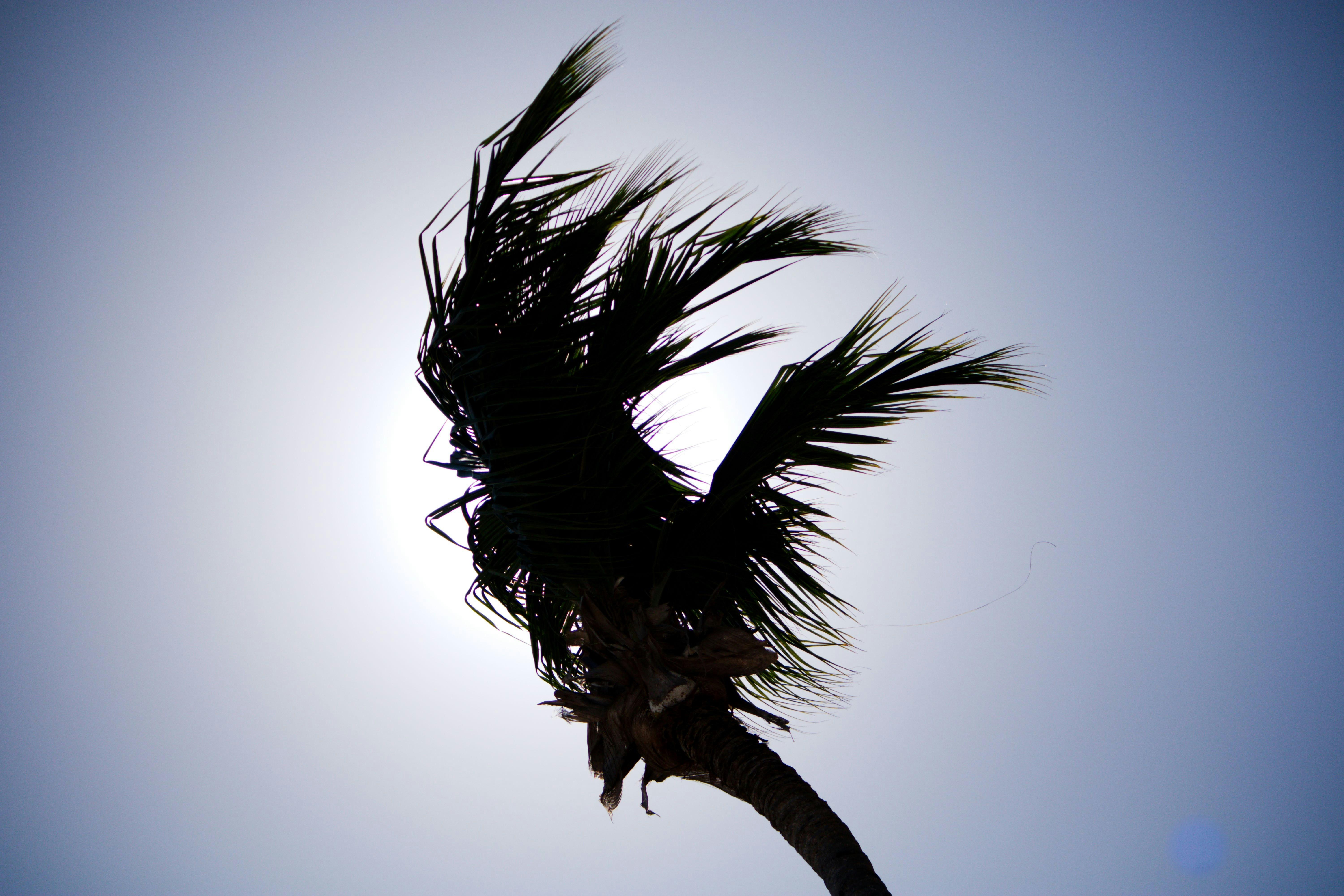 Silhouette of a palm tree bending in the wind with the sun creating a halo effect.
