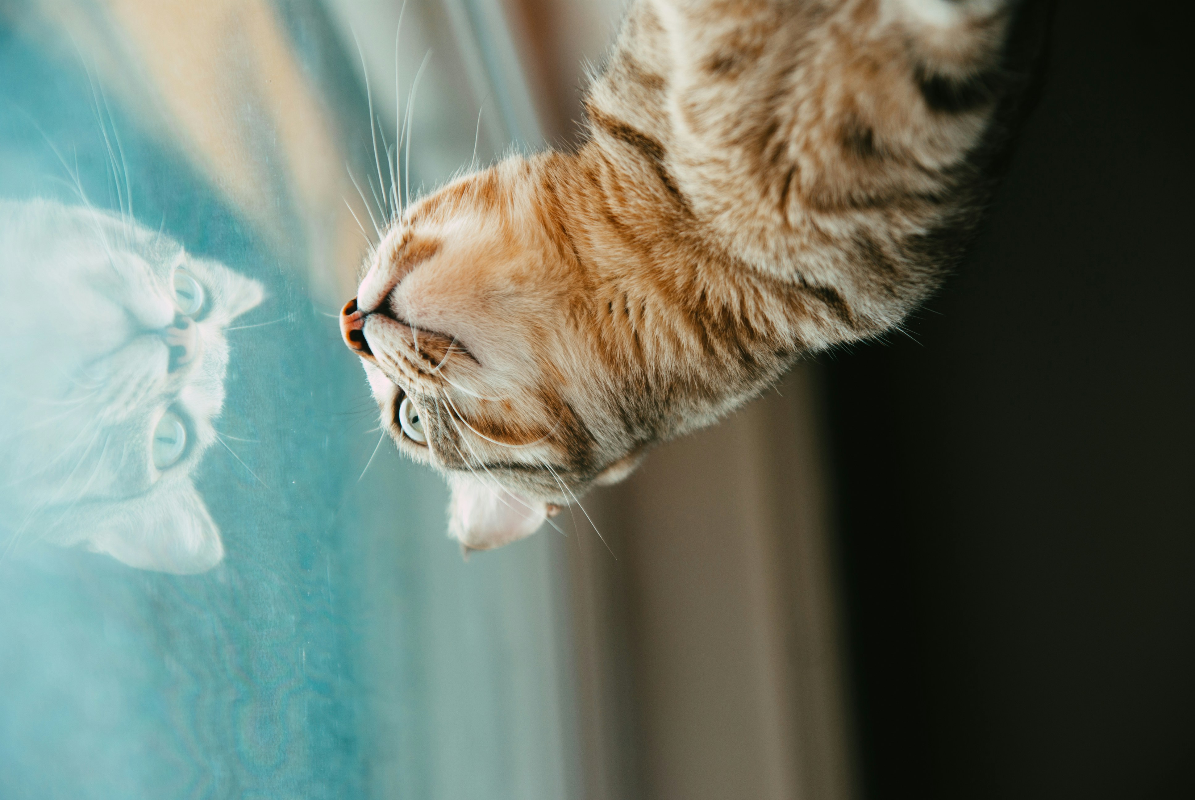 Amber Tabby Gaze at the Glass Window