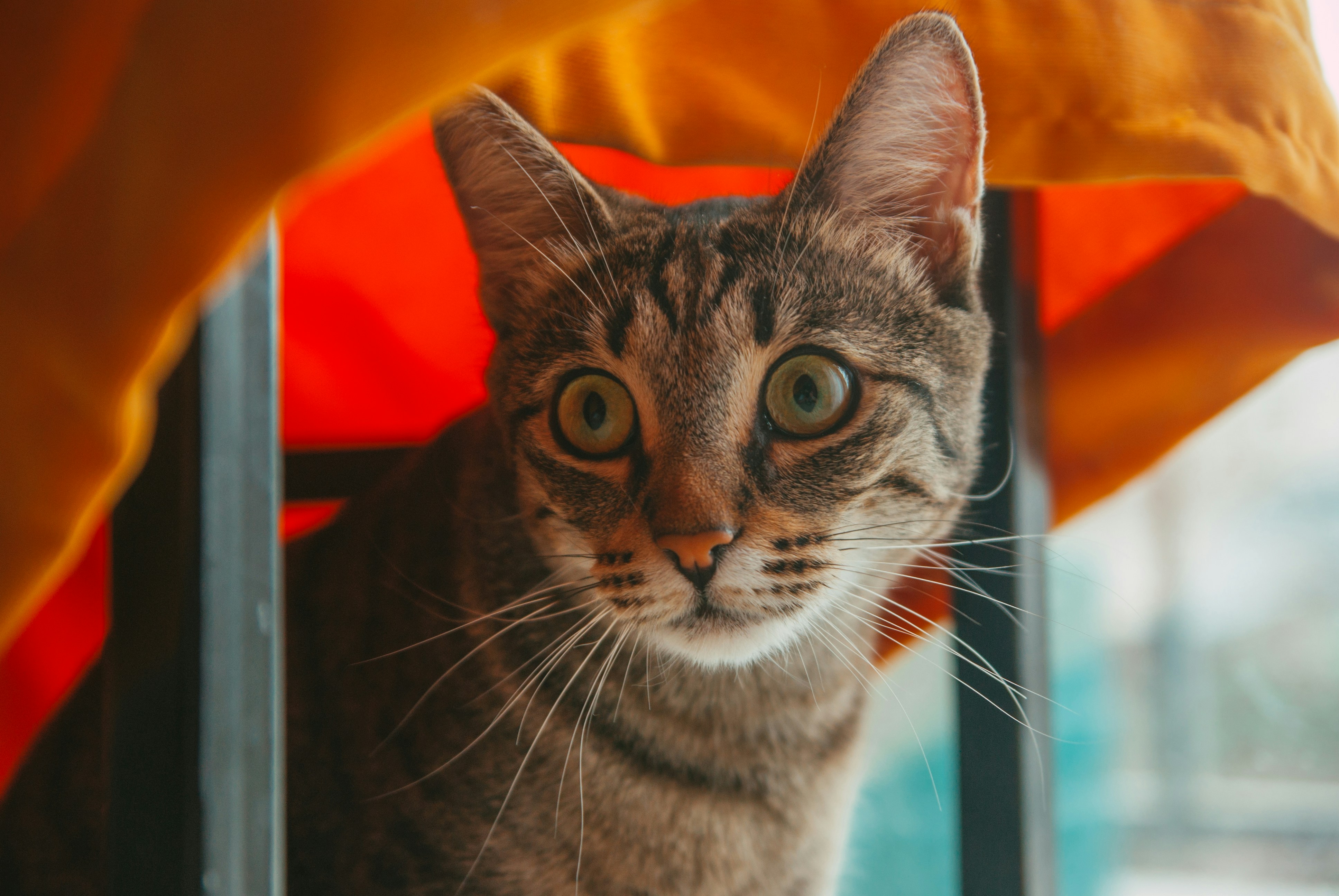 Curious Paws Peeking Through Orange Veil