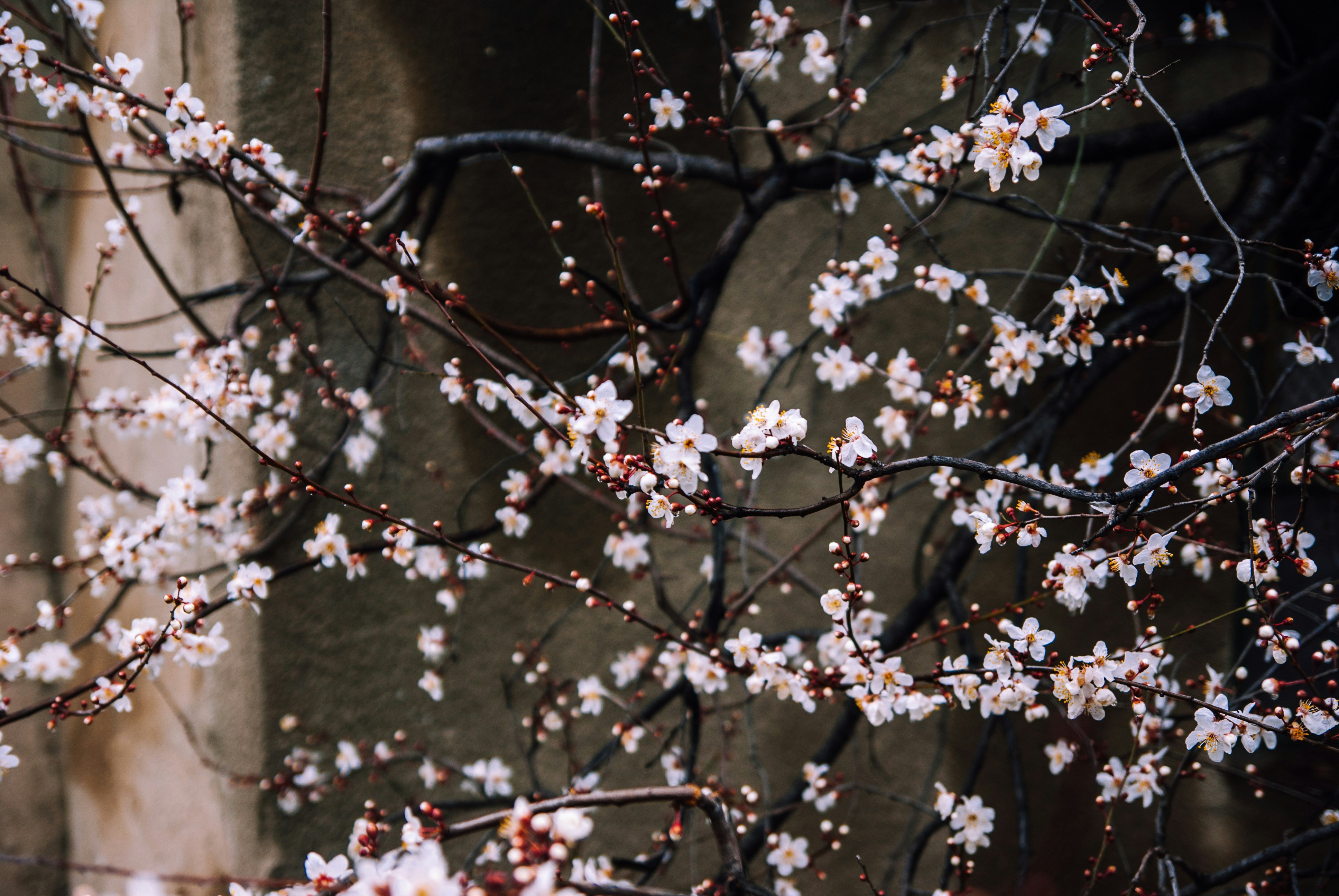Cherry Blooms Woven Across a Shadowed Wall