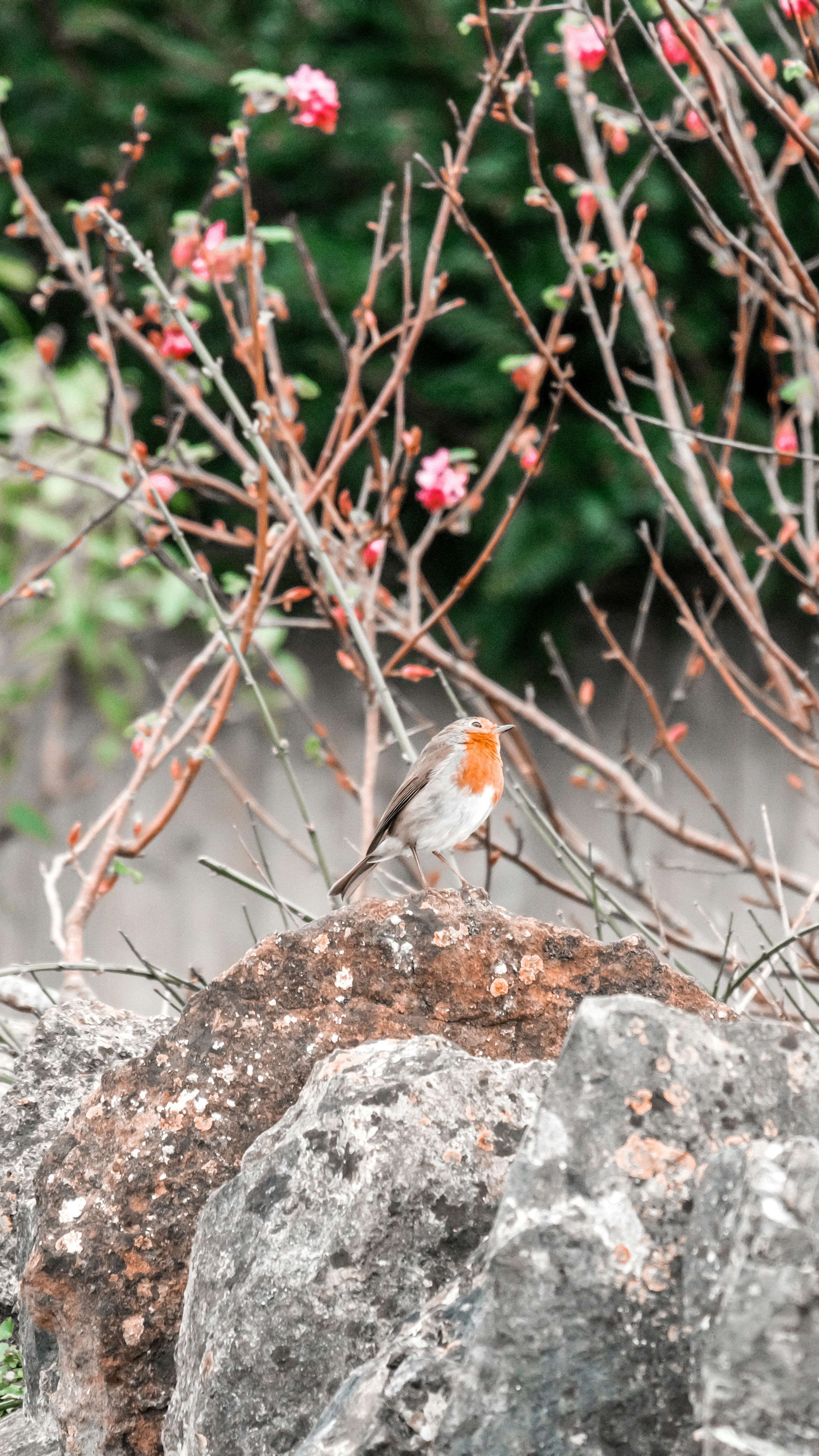 Robin on a Weathered Rock Framed by Blooming Branches