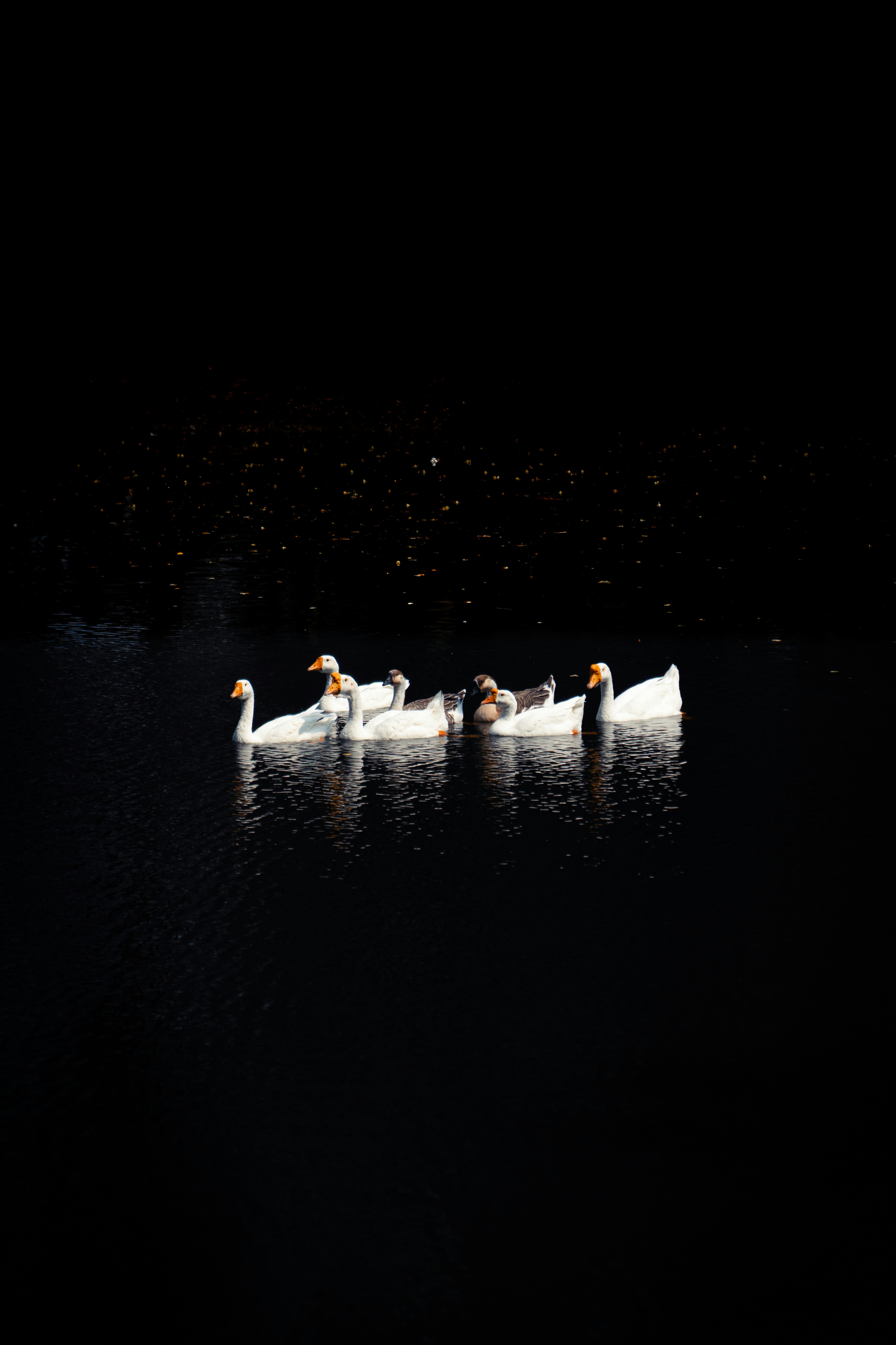 White Geese in Night Waters