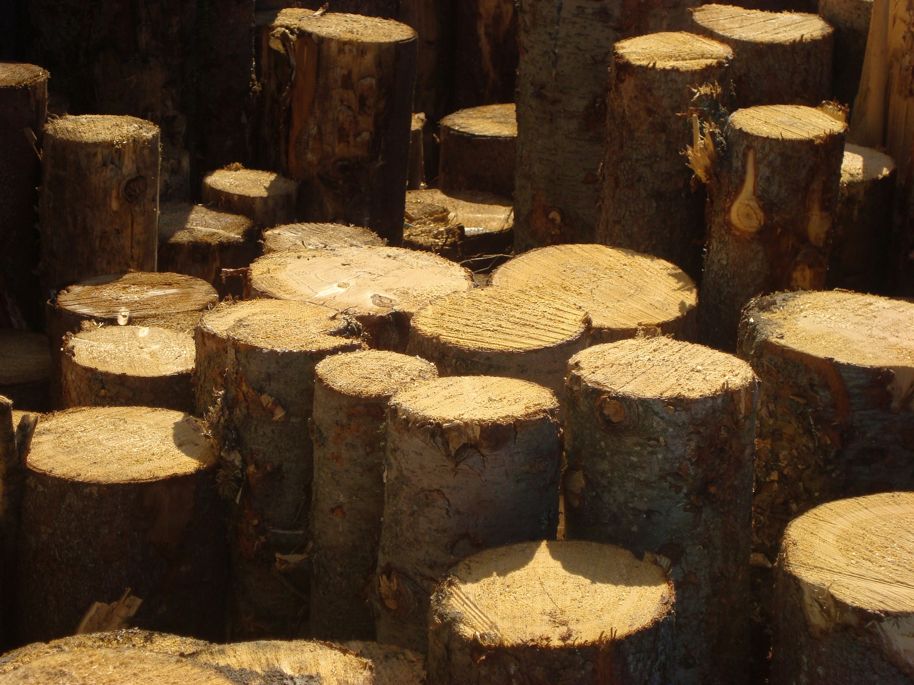 Sunlit Rings: A Dense Field of Timber Ends