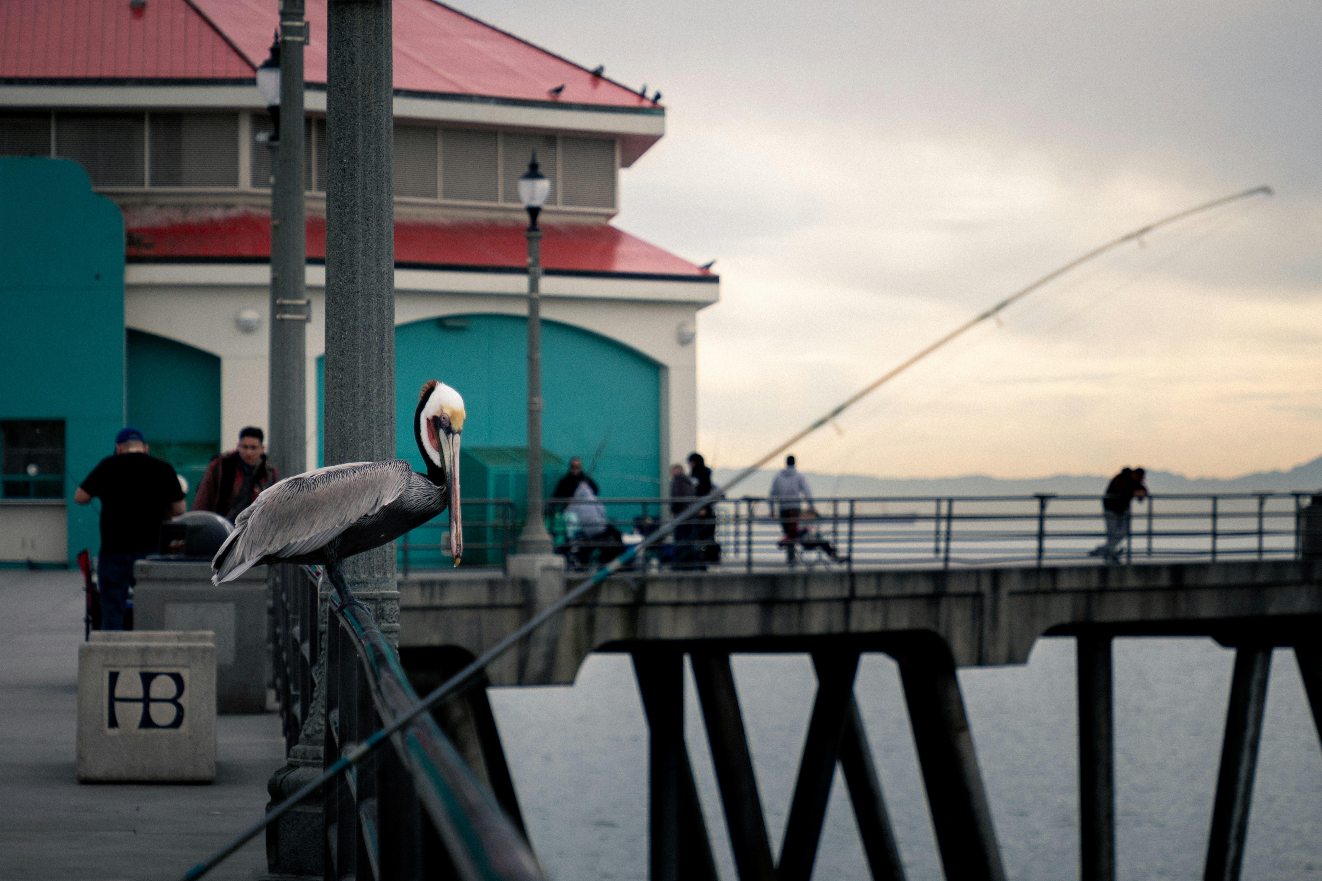 Harbor Pelican at Dusk: A Quiet Moment on the Pier