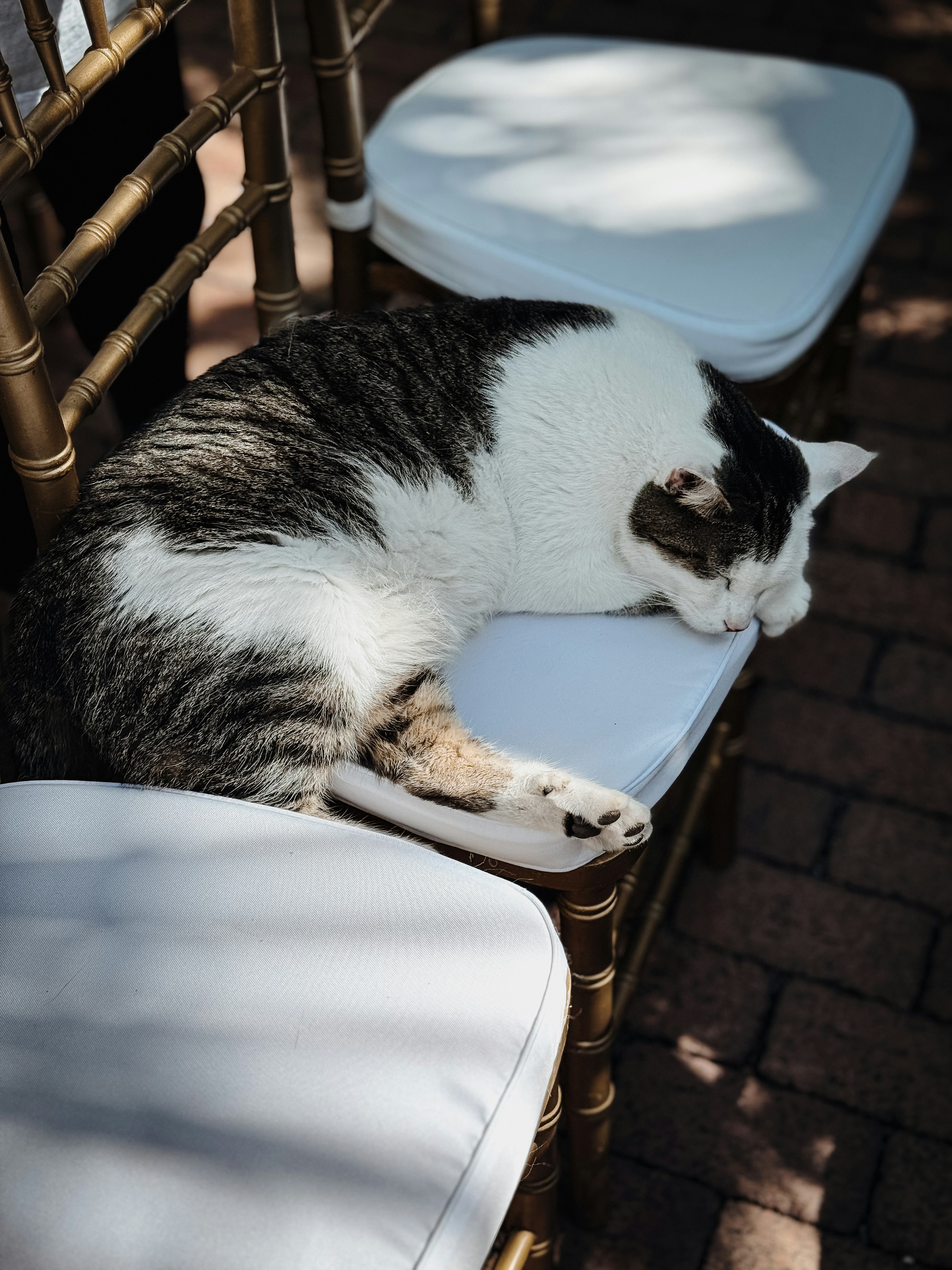 Resting in the Shade: A Catnap Among Outdoor Chairs