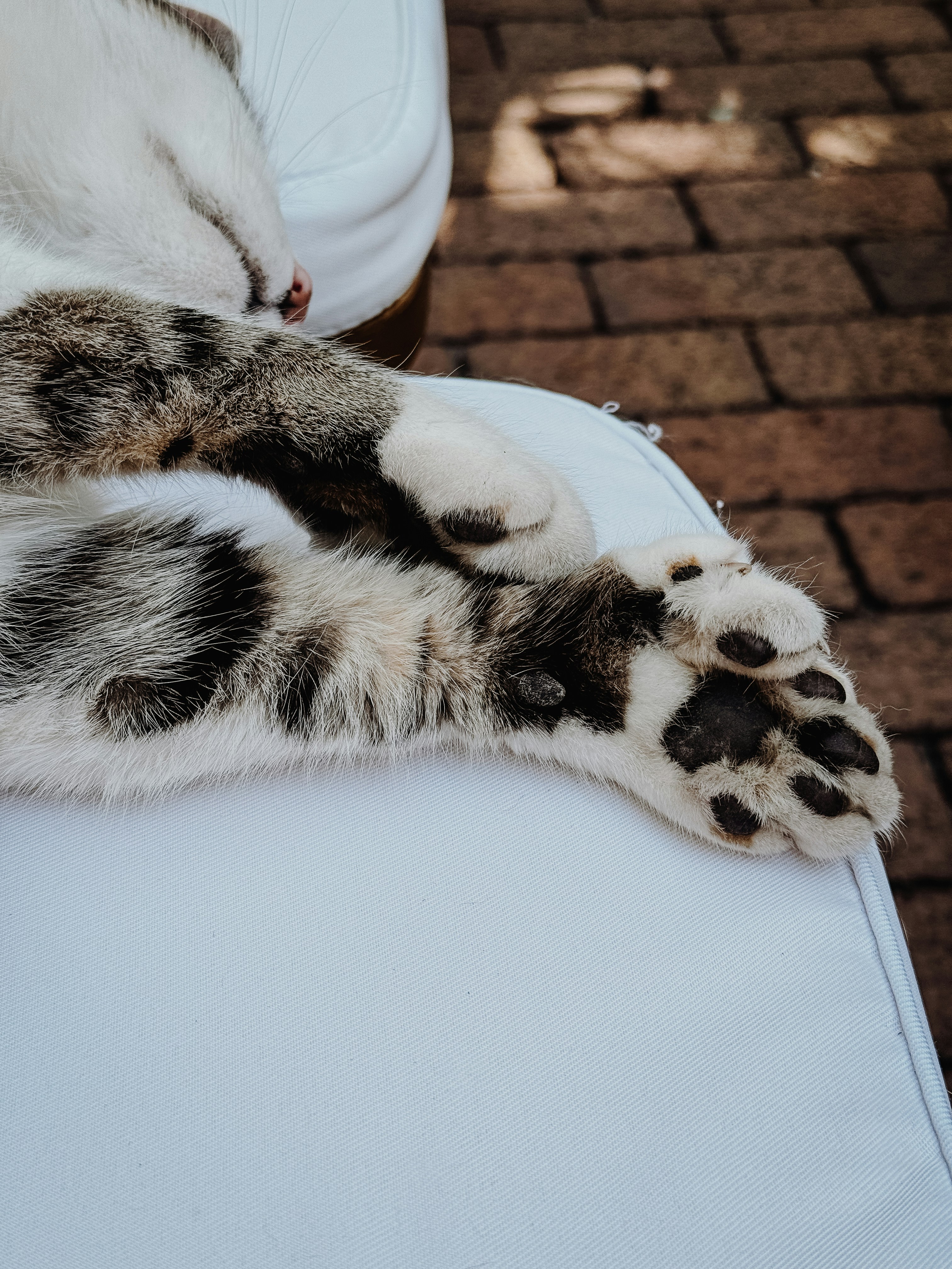 Nap-Time Paw: A Cat's Soft Pause on White Fabric