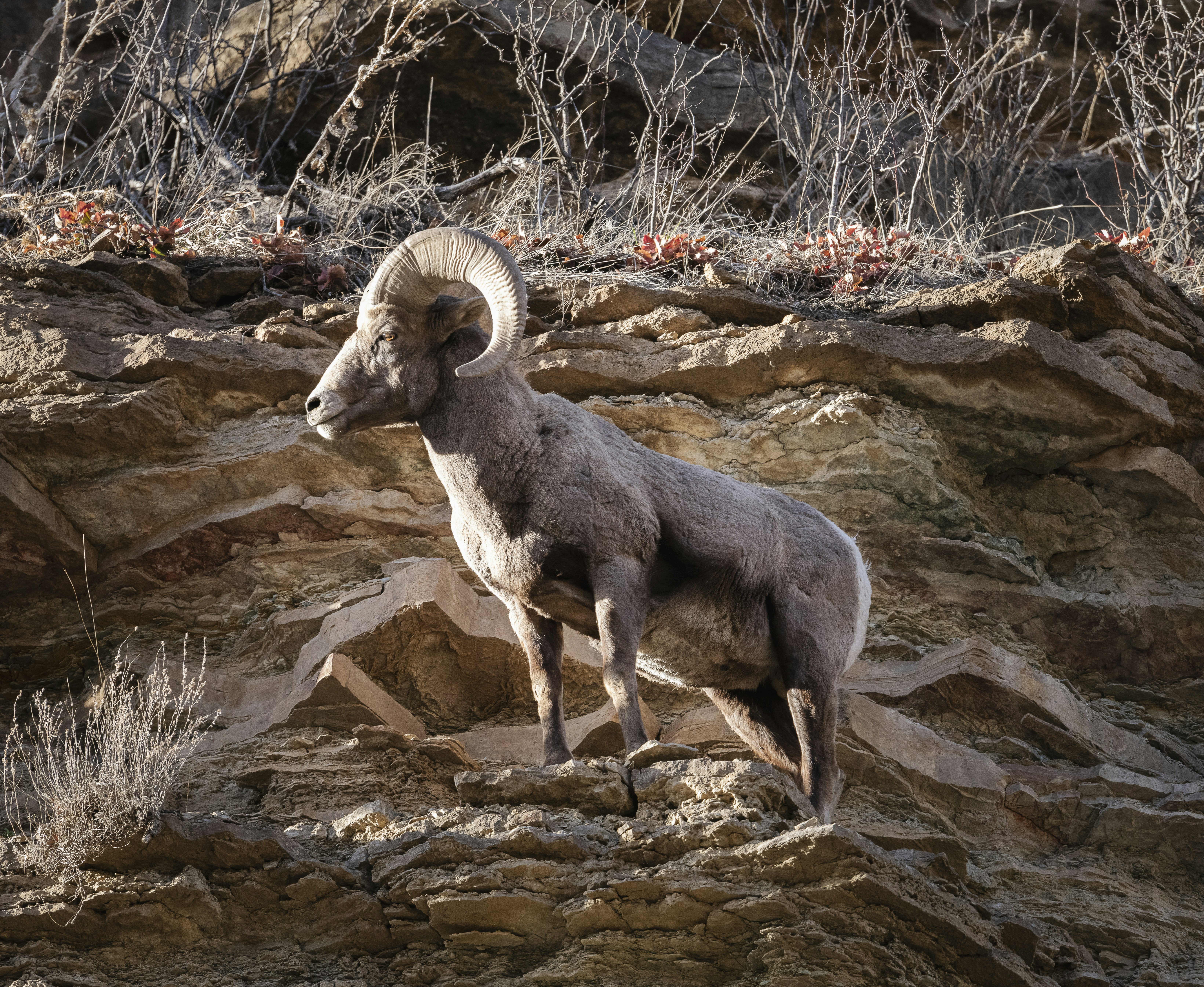 A ram standing on a rocky cliff side photo – Free Black hills Image on ...