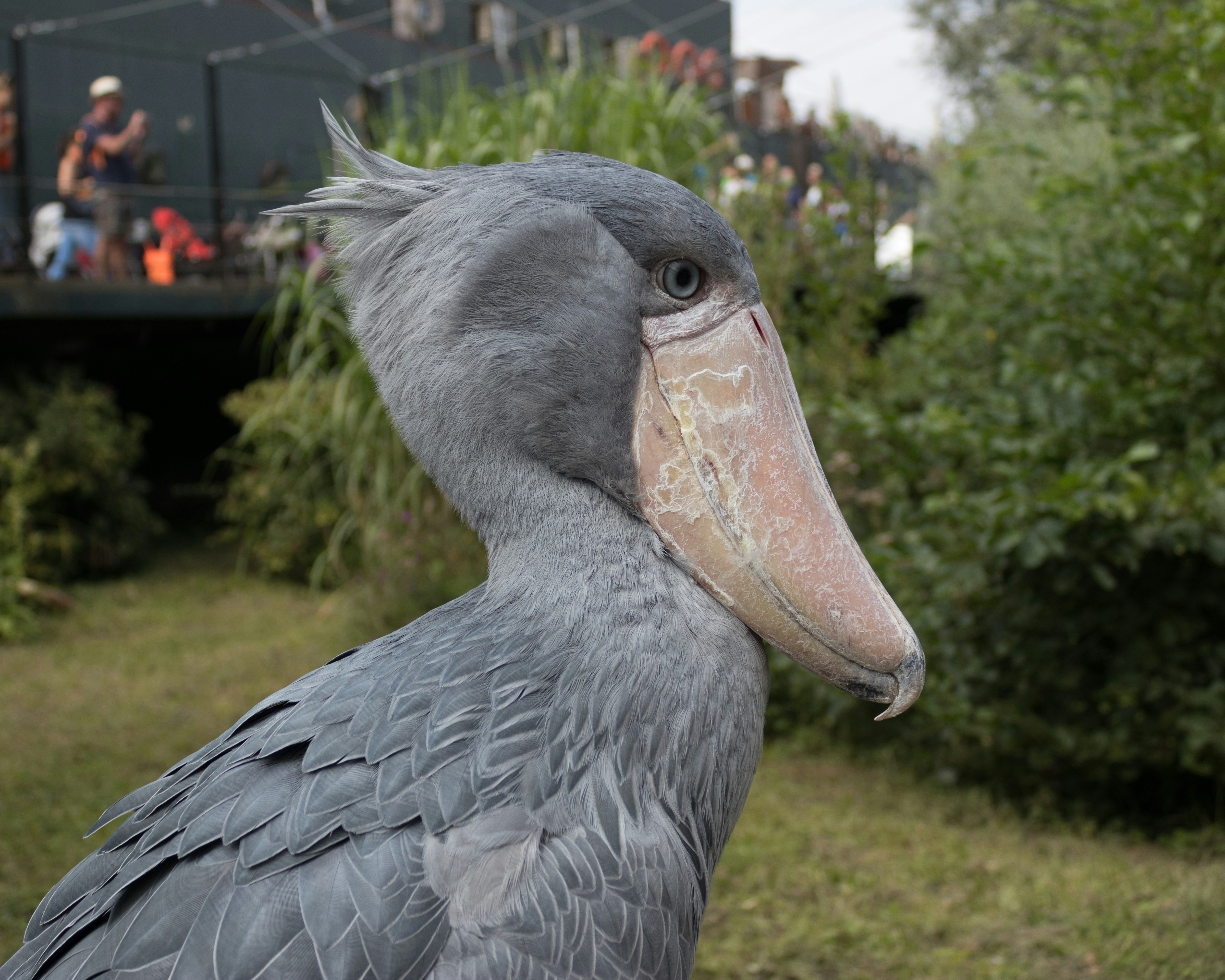 Close-Up Portrait of a Shoebill: Weathered Beak and Quiet Gaze
