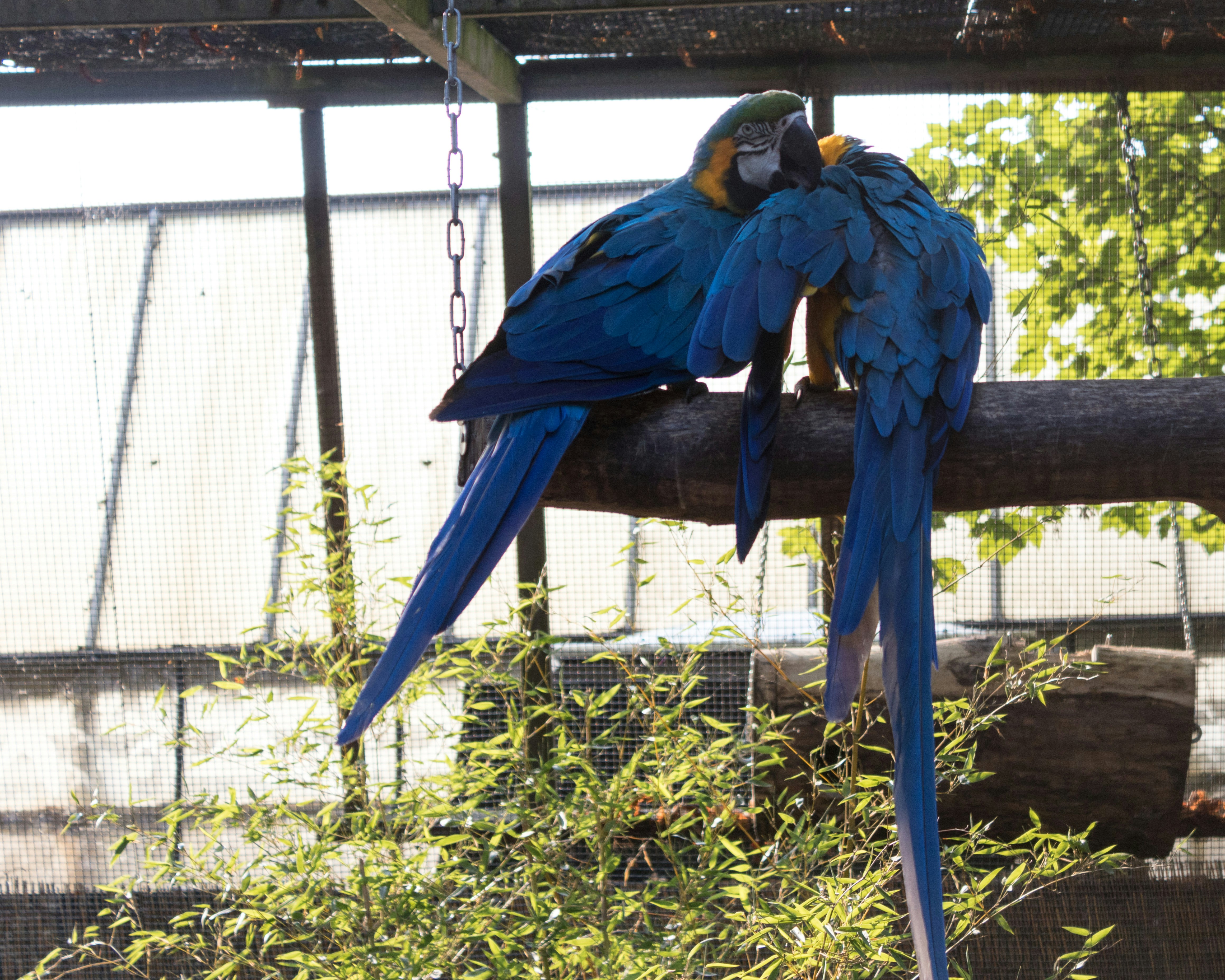 Blue Macaws at Rest: A Quiet Preen on a Weathered Beam