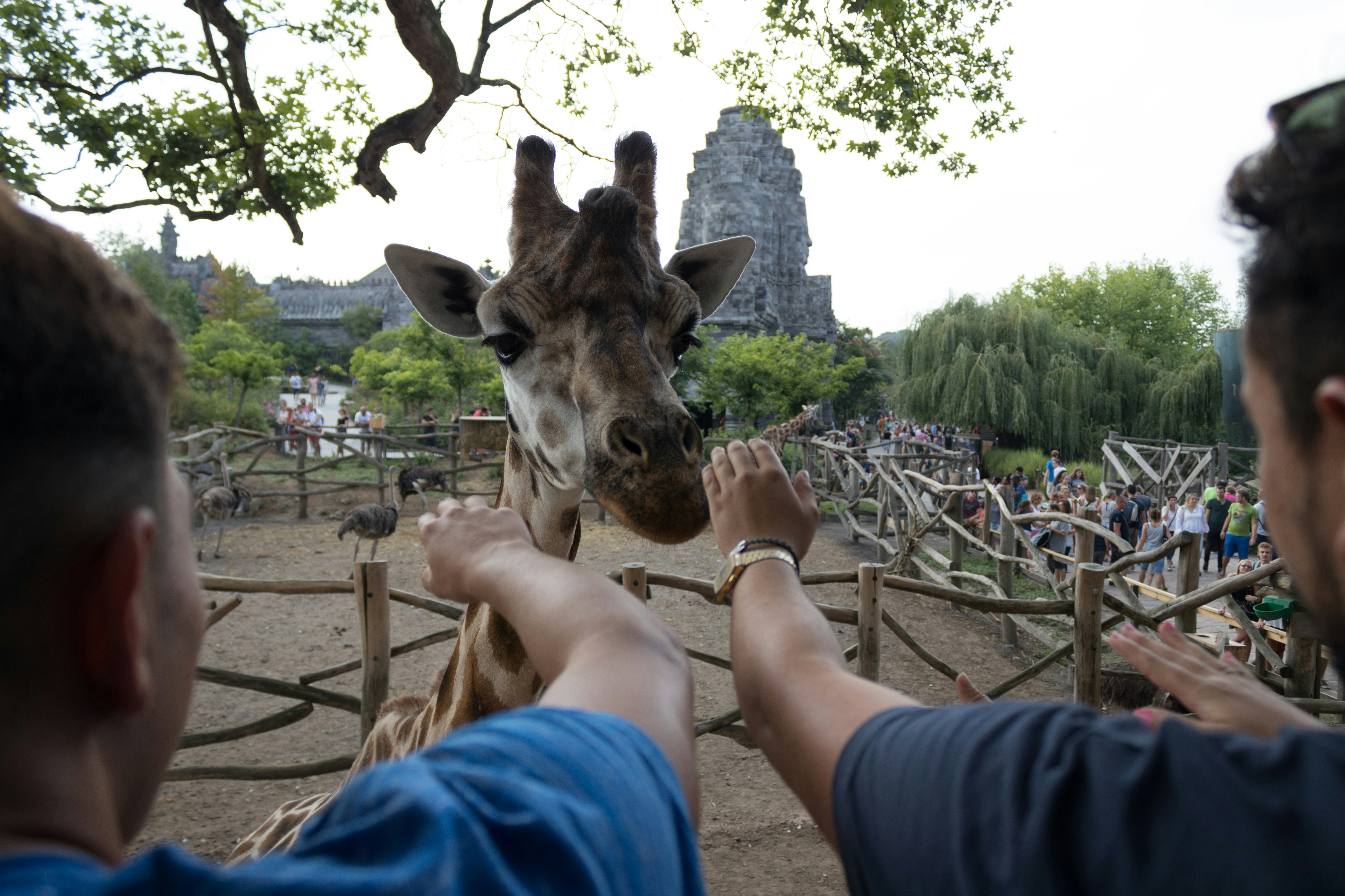 Giraffe Greeting at the Rail: Visitors Reach Over in a Busy Zoo