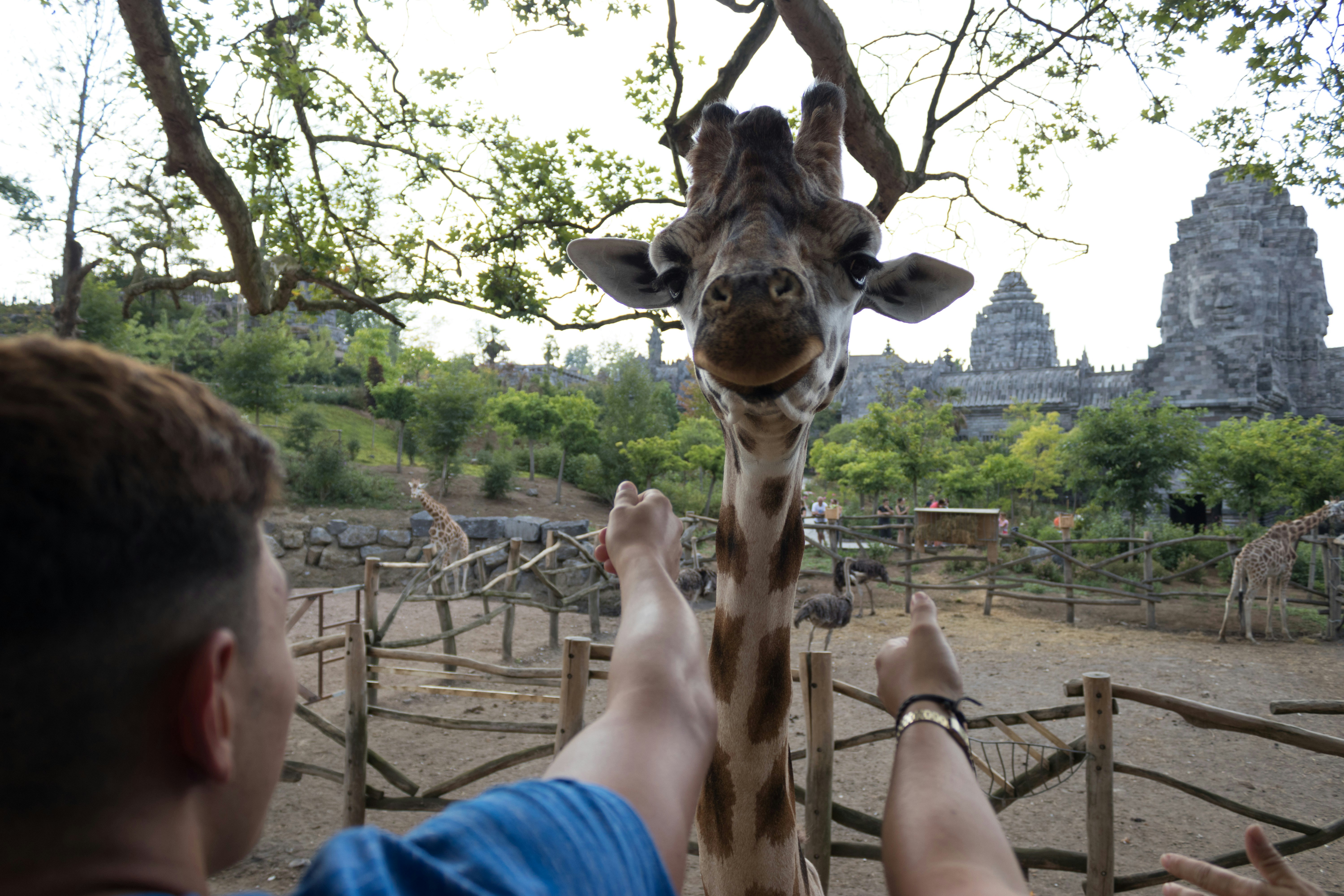Giraffe at Eye Level: A Close Encounter at the Zoo