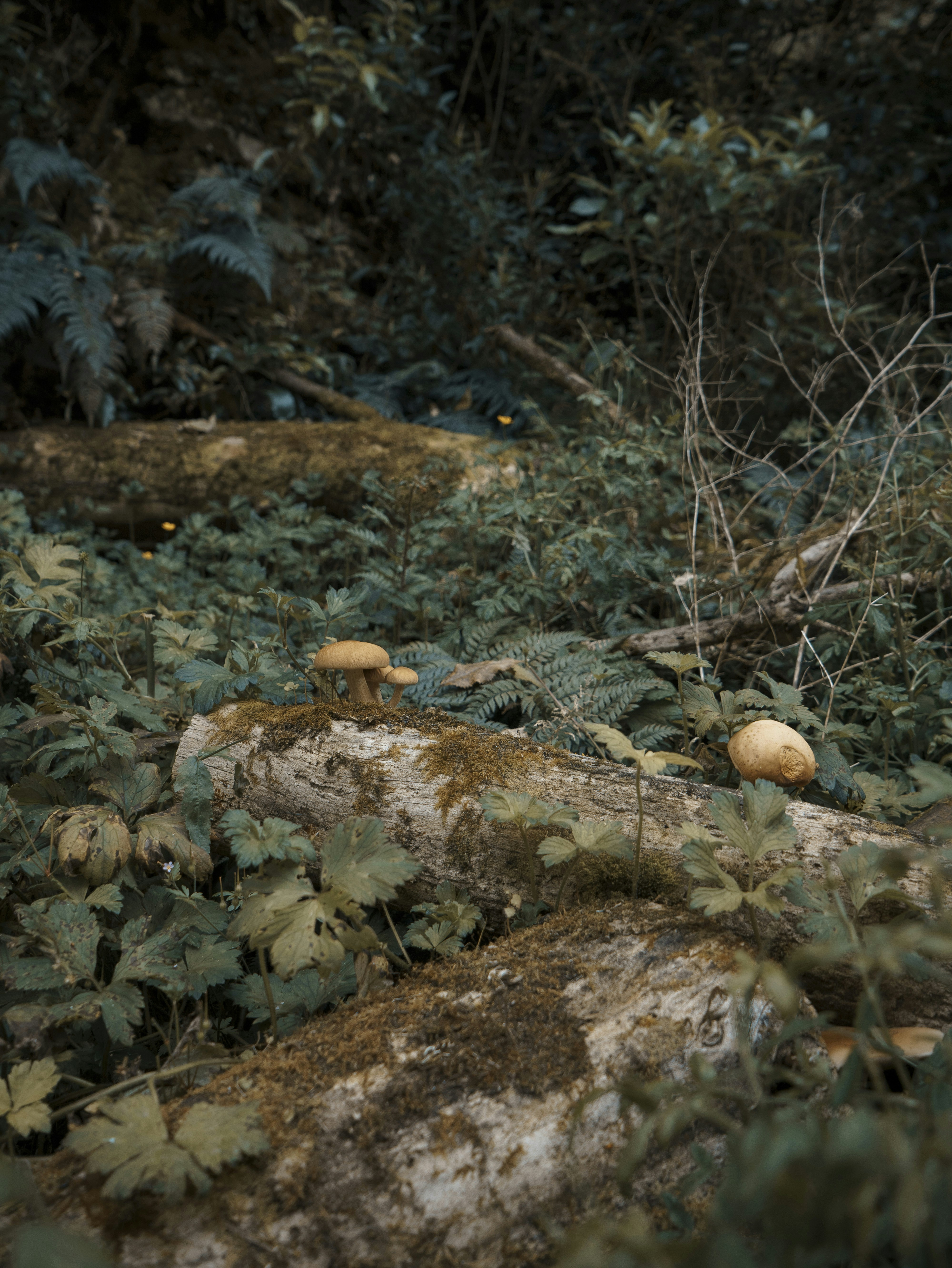 Photo by Mario Amé with Sony Alpha 7C