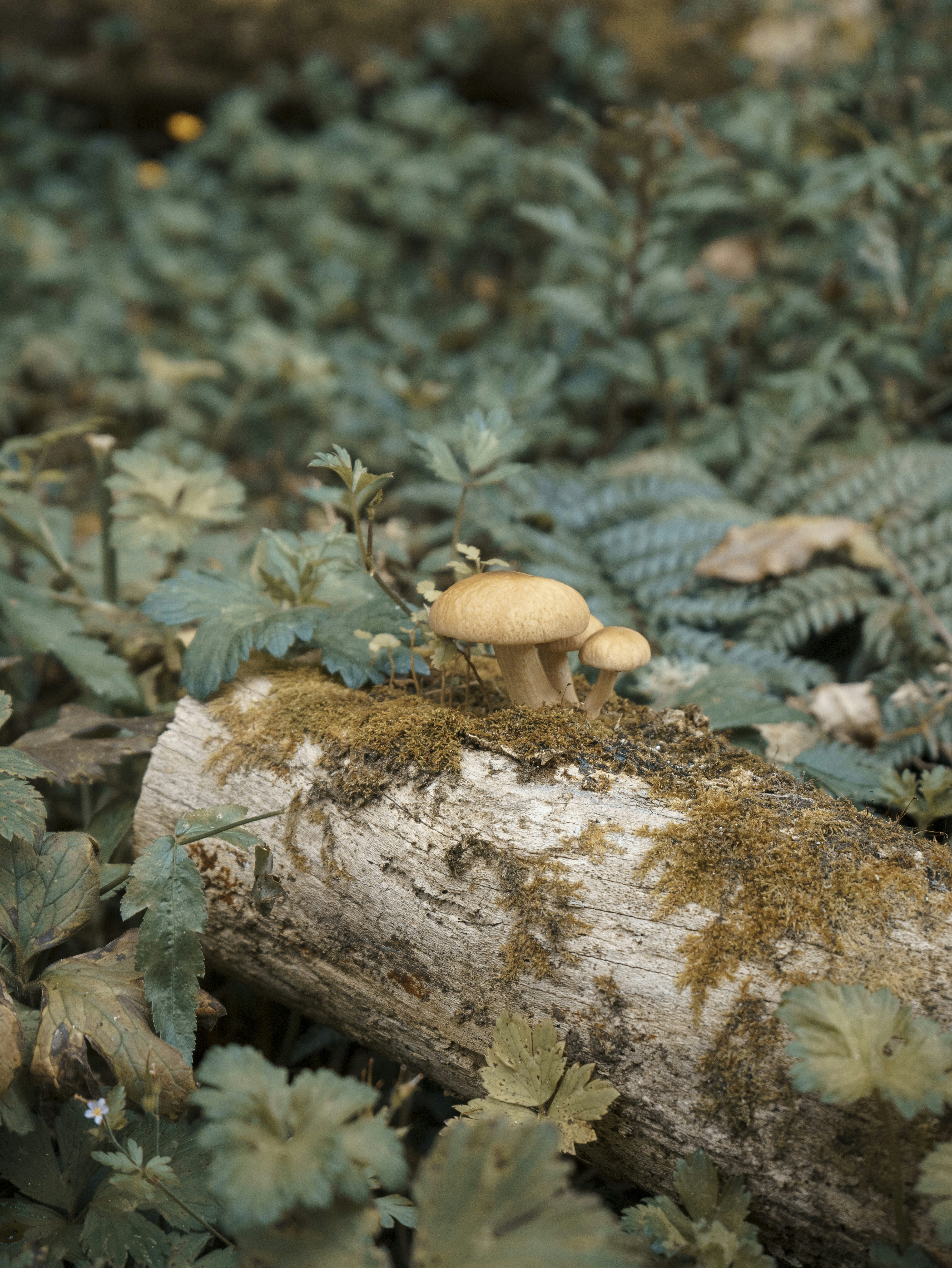 Tiny Mushrooms on a Moss-Covered Log: A Tranquil Forest Moment