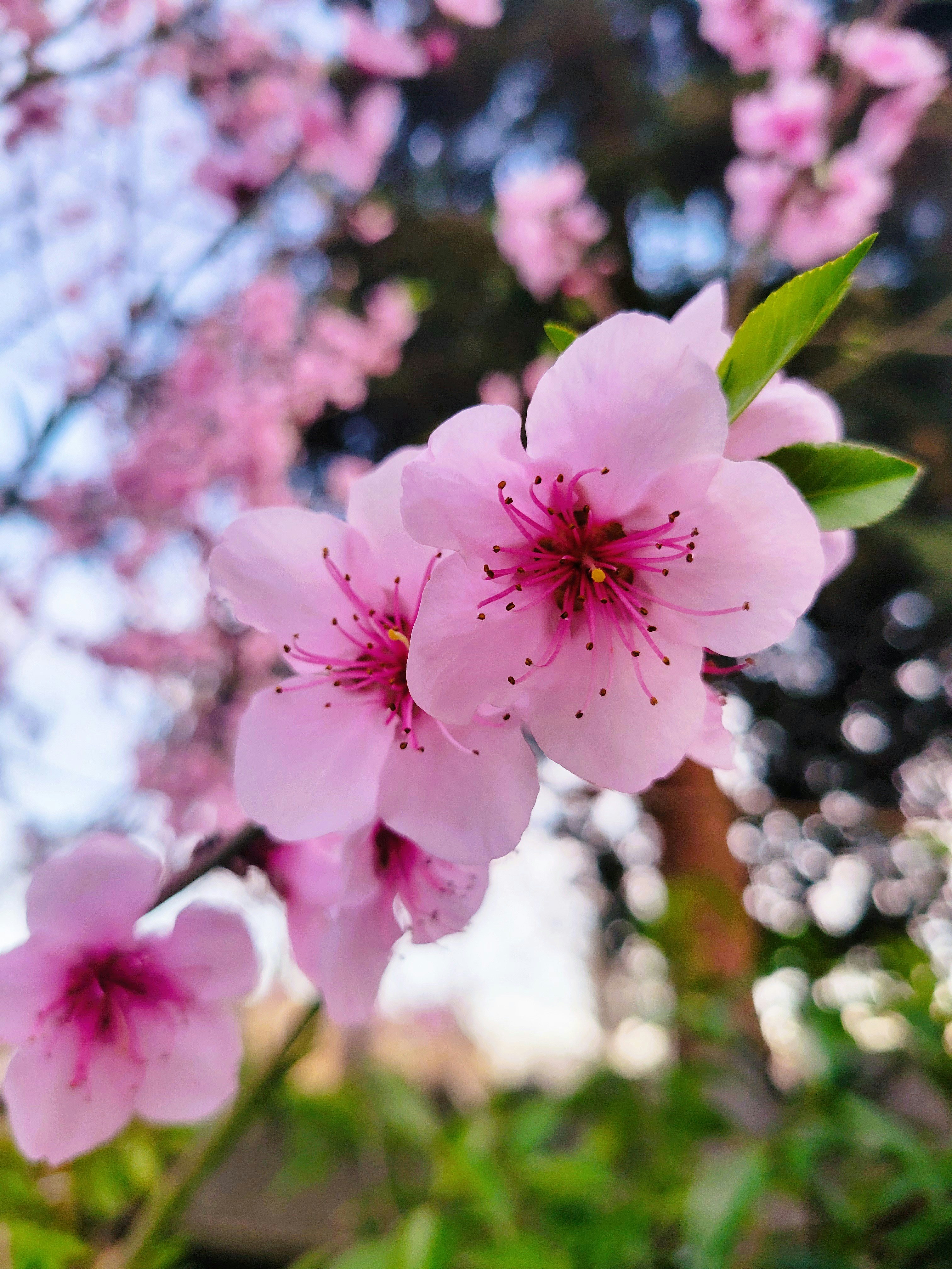 Close-Up Pink Cherry Blossoms with Velvet Bokeh