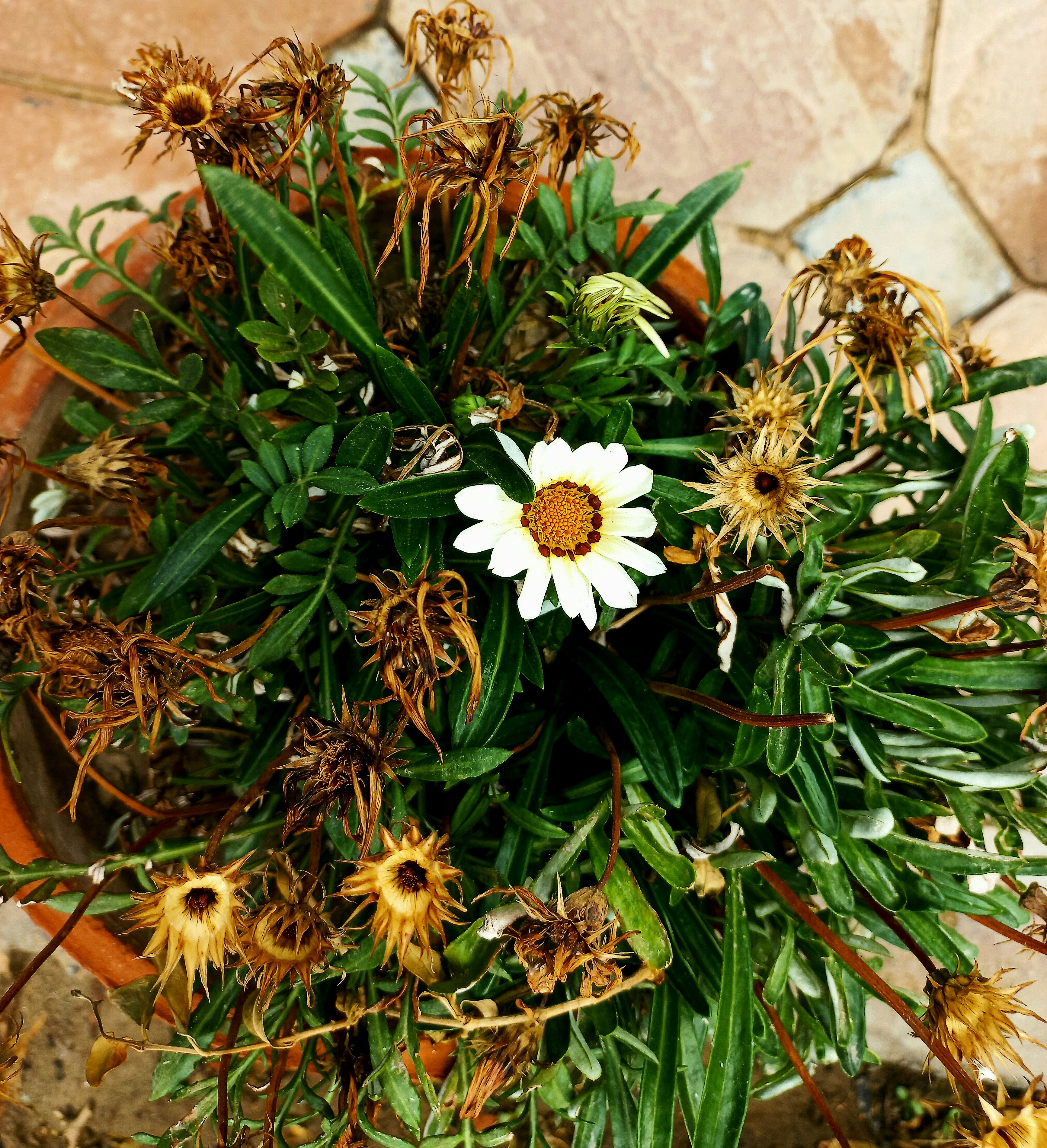 Potted plant with vivid green leaves and dried brown bloom heads frames a single white daisy at the center. This photograph emphasizes contrast between fresh bloom and withered petals.