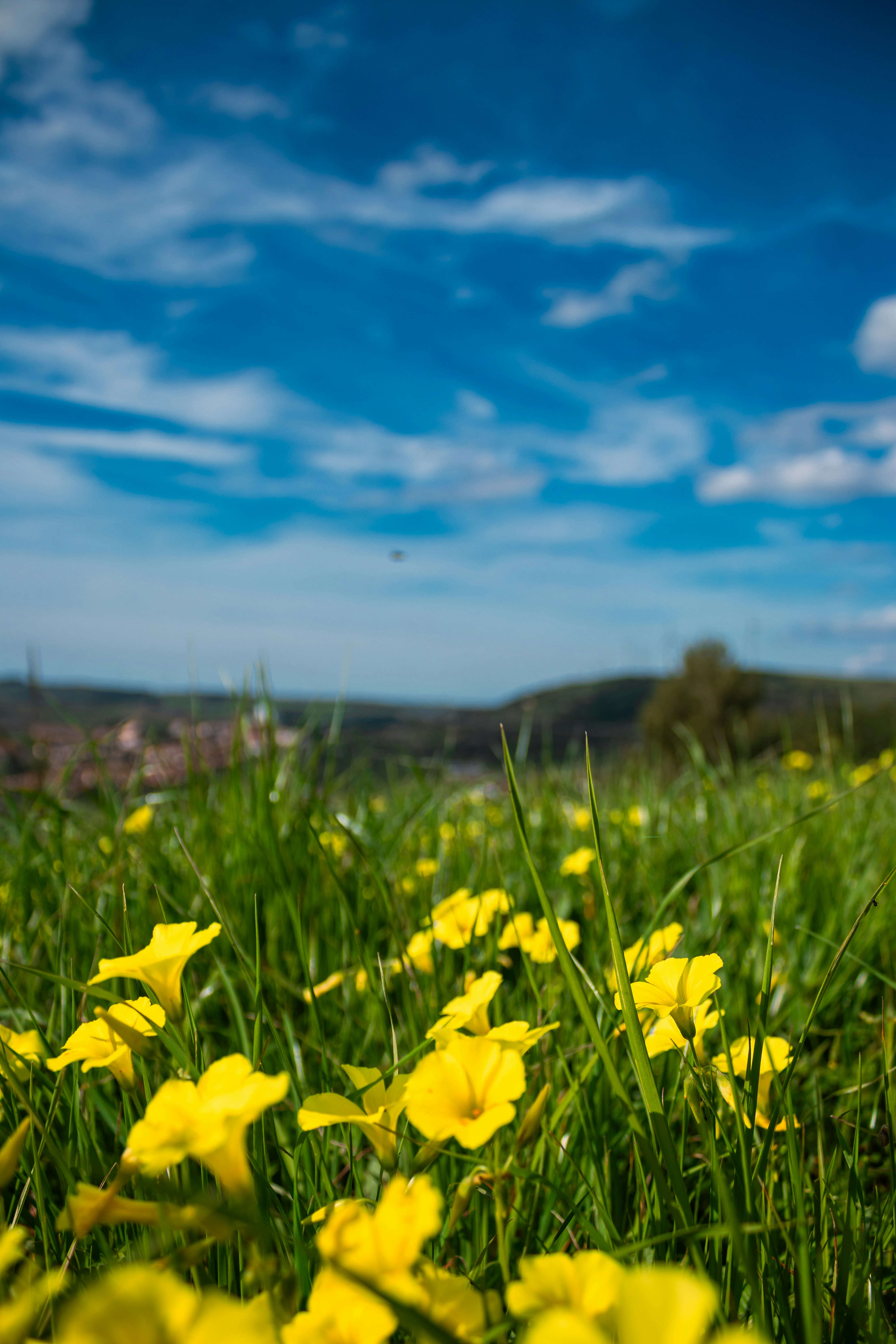 Sunlit Meadow in Focus: Yellow Blooms Against a Faraway Ridge