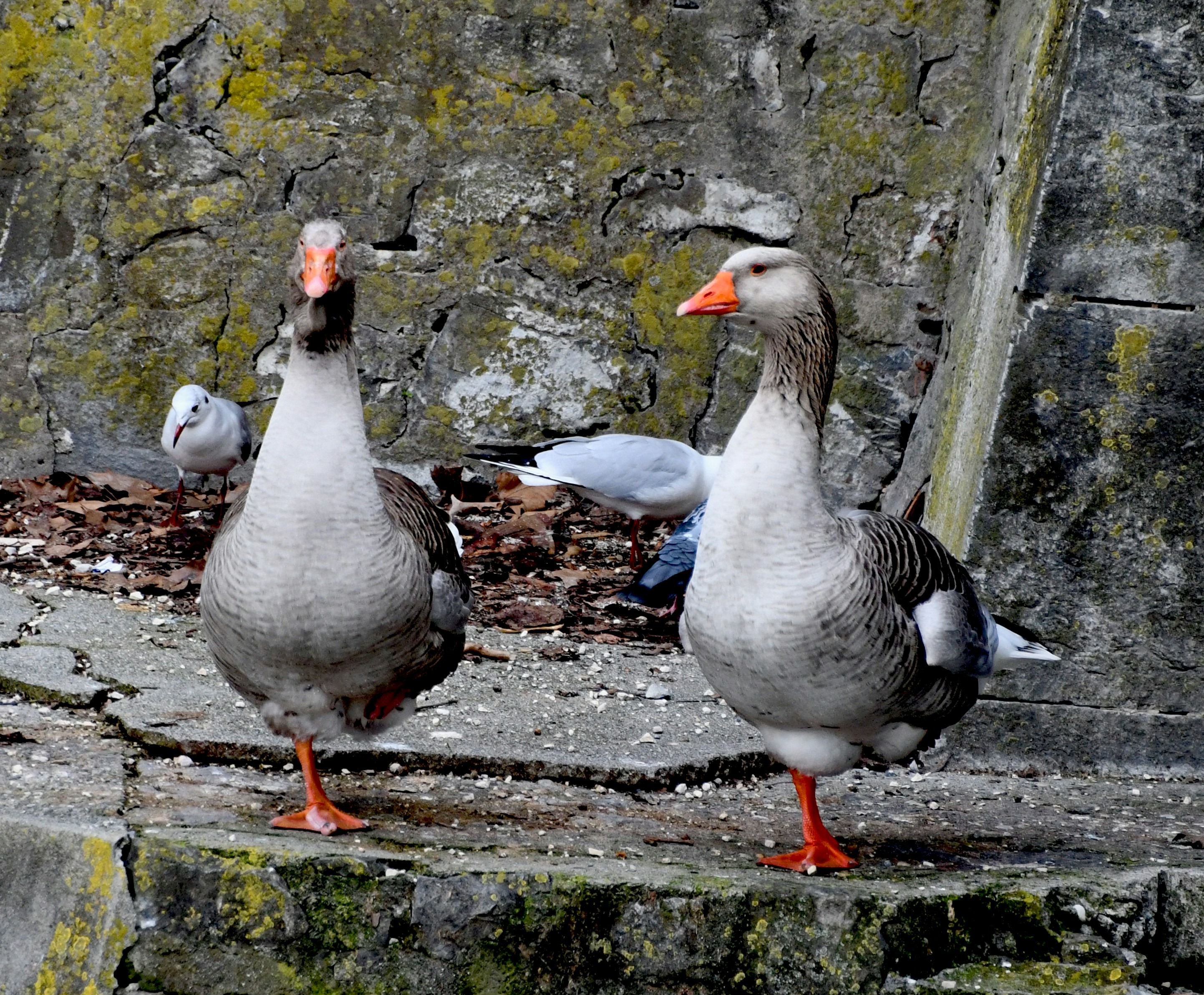 Geese Duet at the Mossy Stone Wall