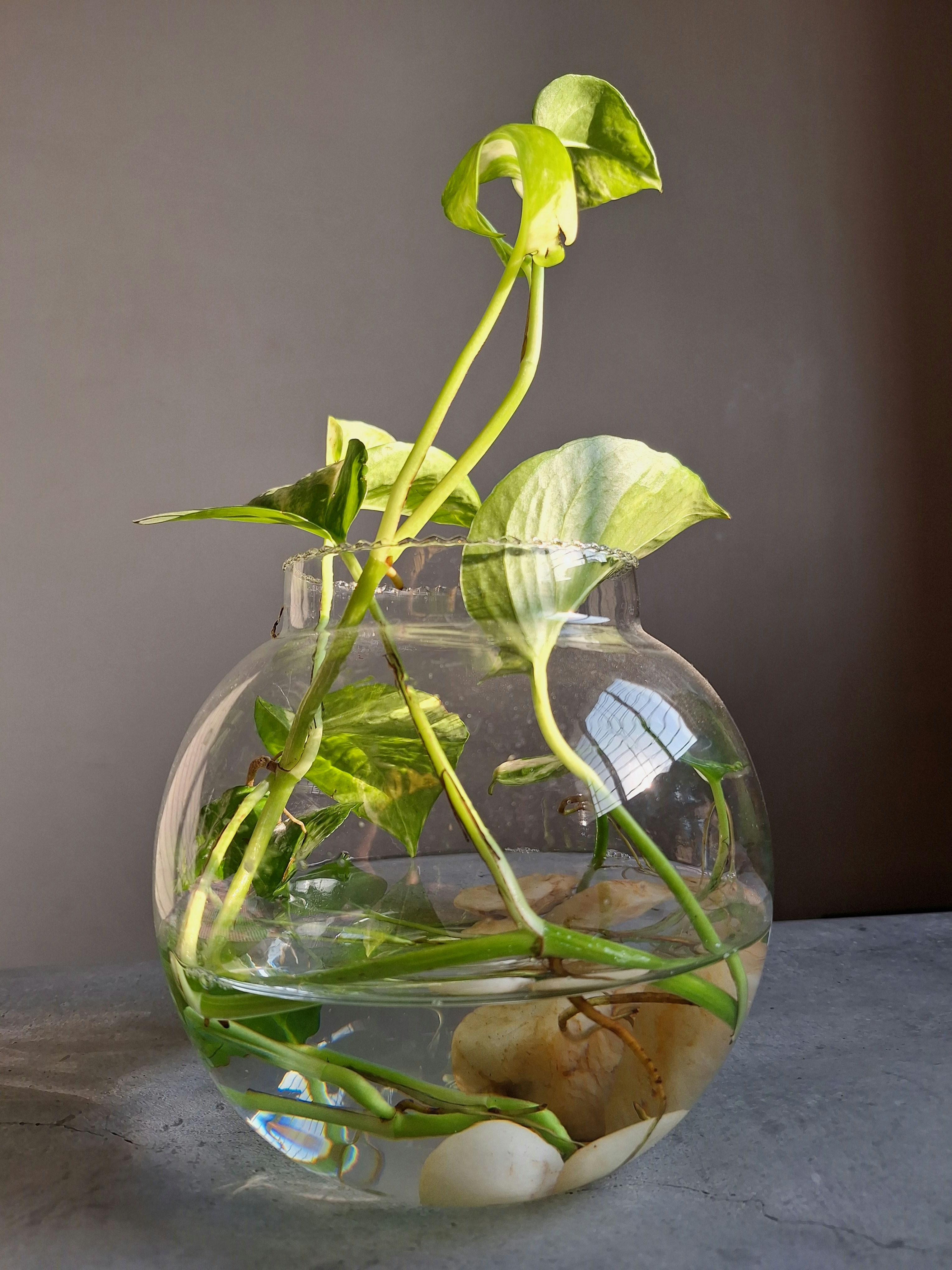Still-life photograph of a glass vase with climbing green vines submerged in water on a gray surface. The composition highlights the curling stems and the reflections within the glass.