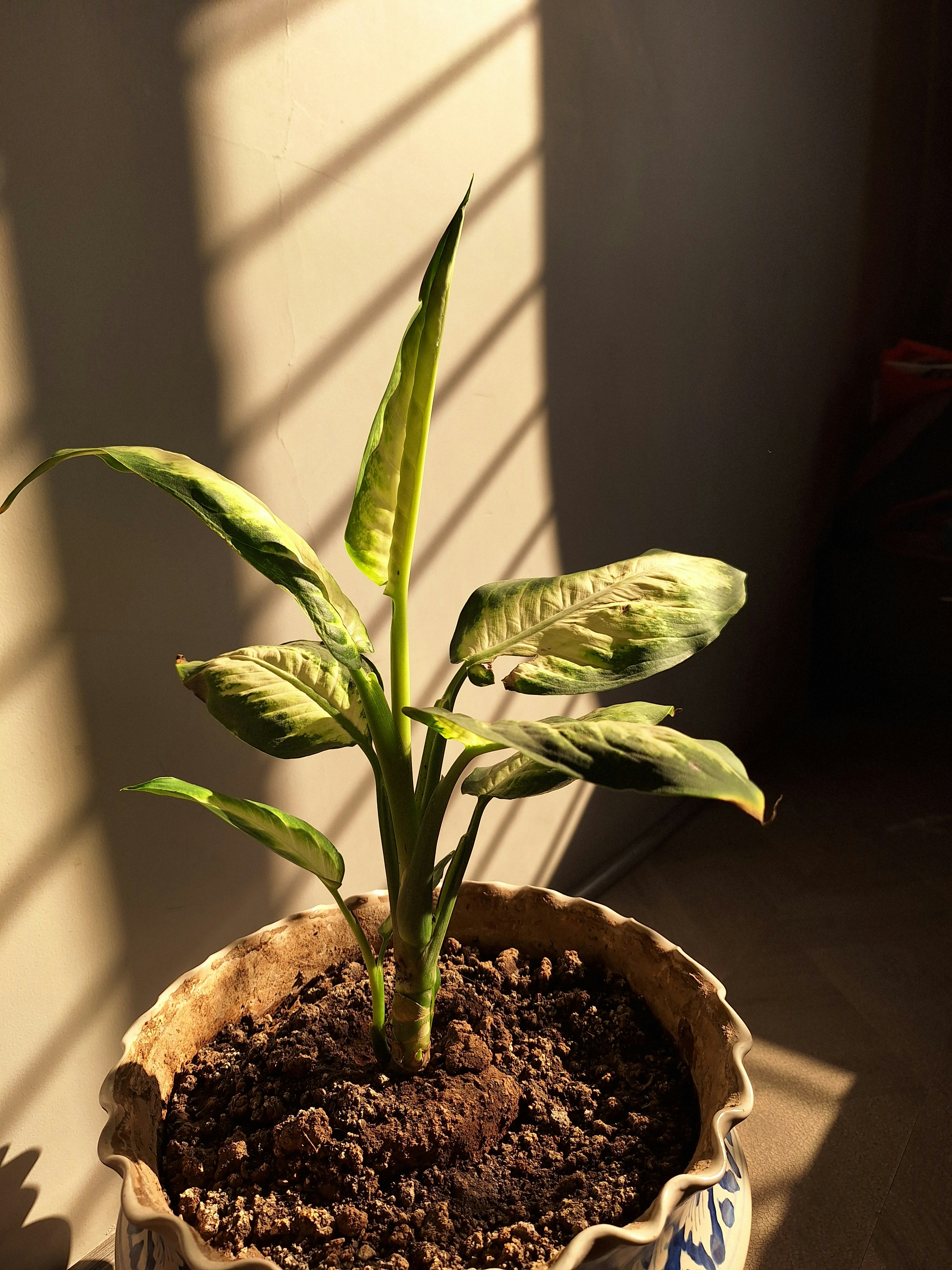 Photo by Aum Chauhan with Samsung Galaxy A54